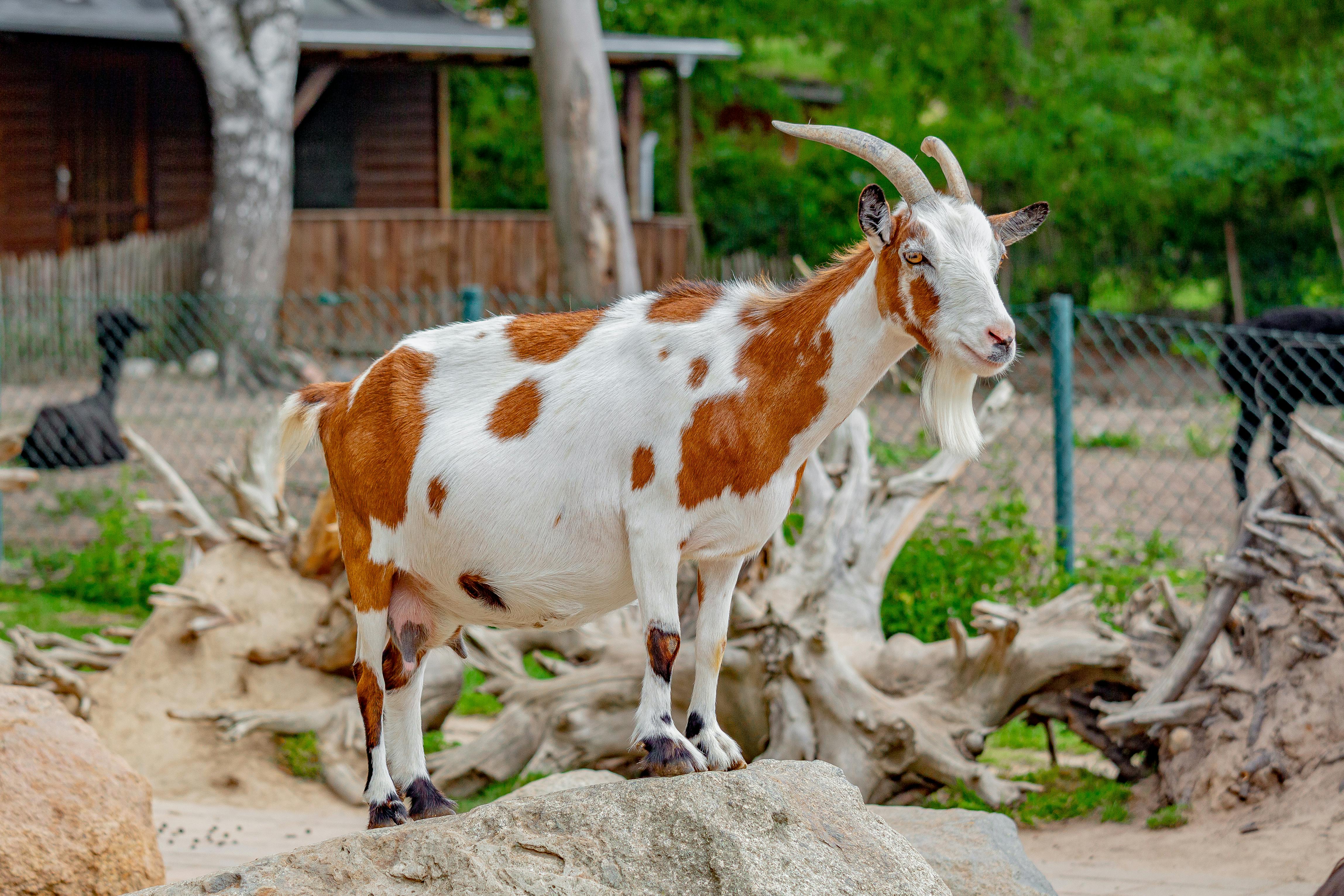 A Goat in a Zoo · Free Stock Photo