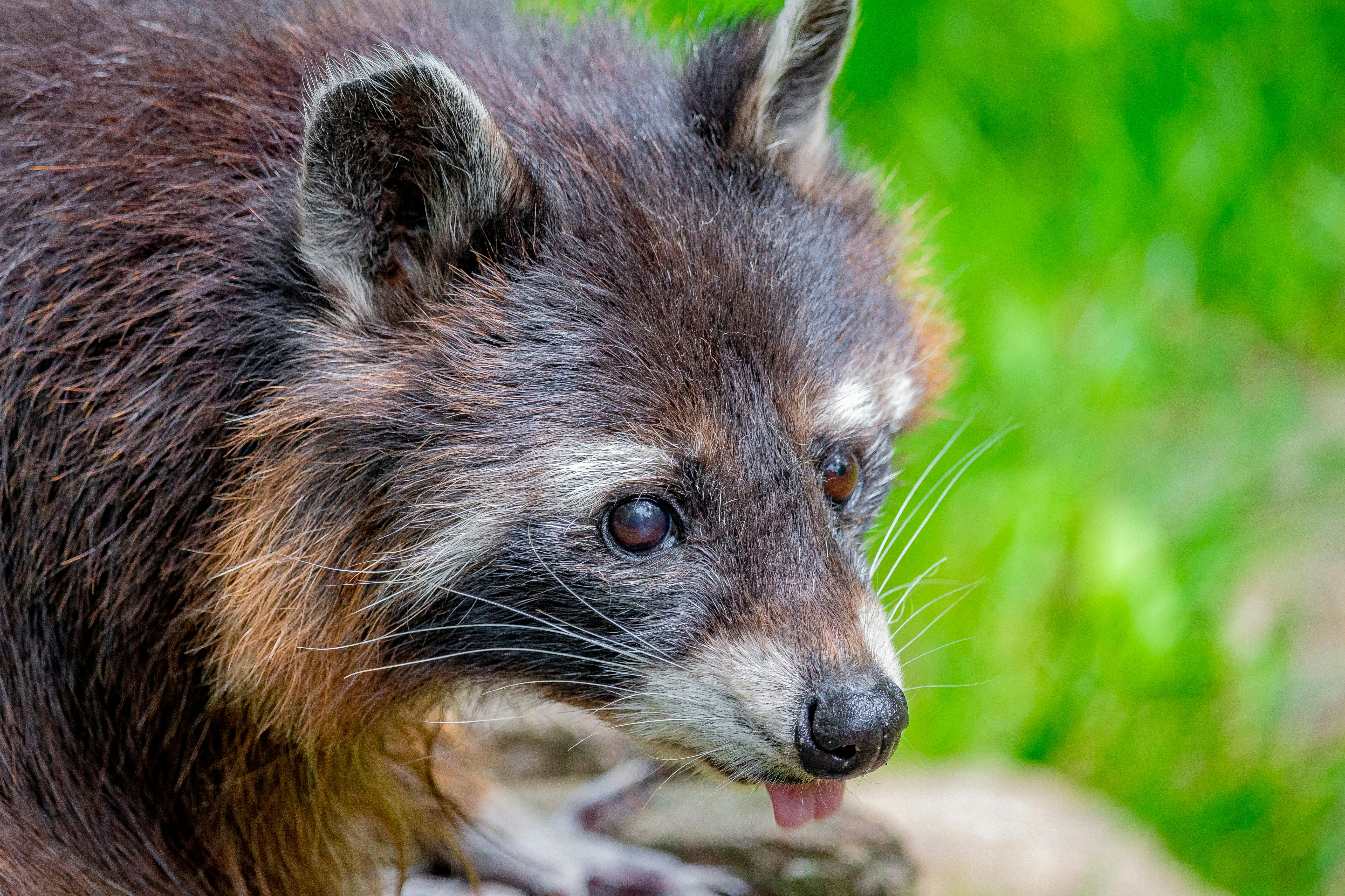 Brown and Black Raccoon in Close Up Photography · Free Stock Photo