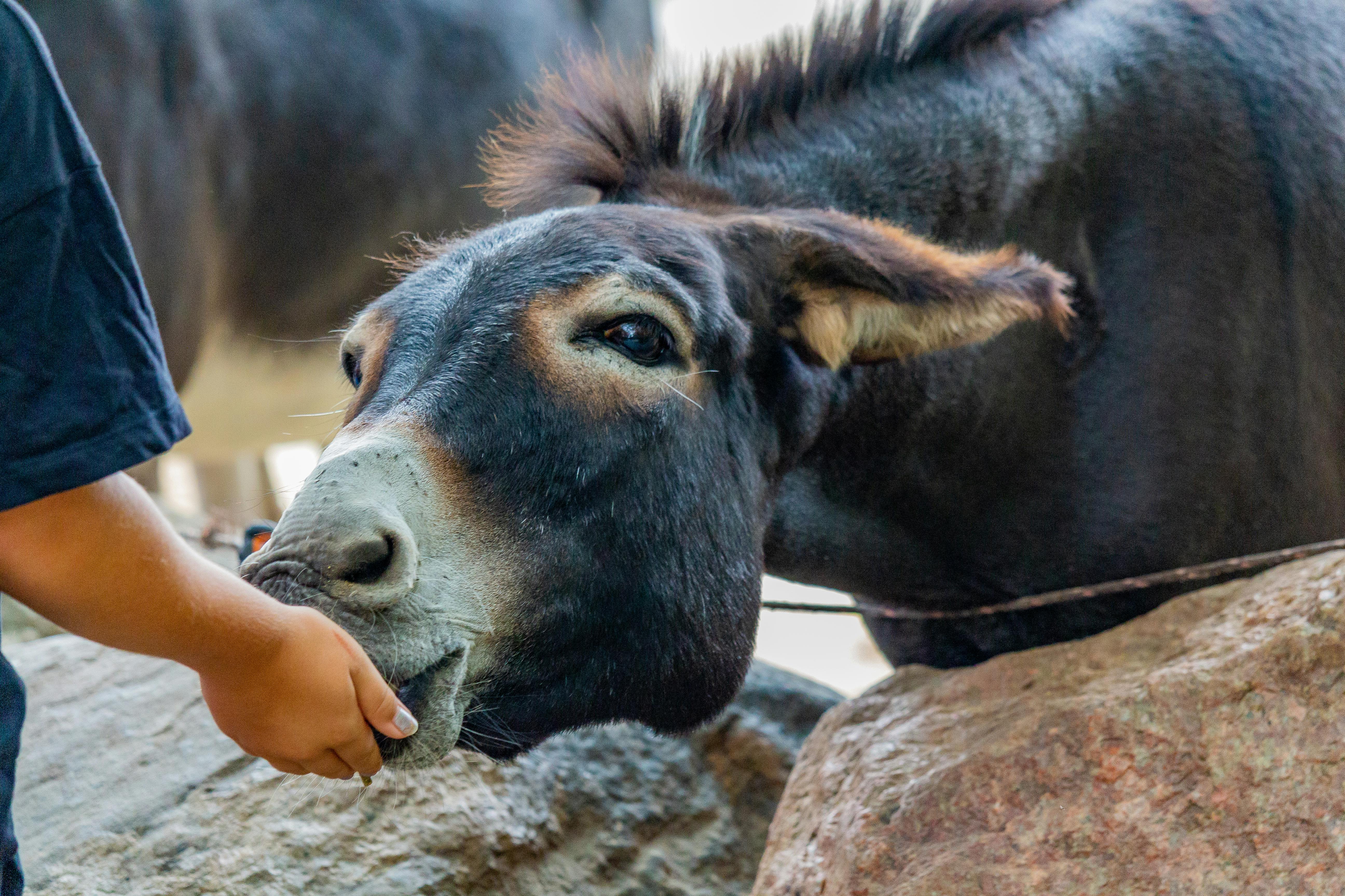 A Person Feeding a Mule · Free Stock Photo