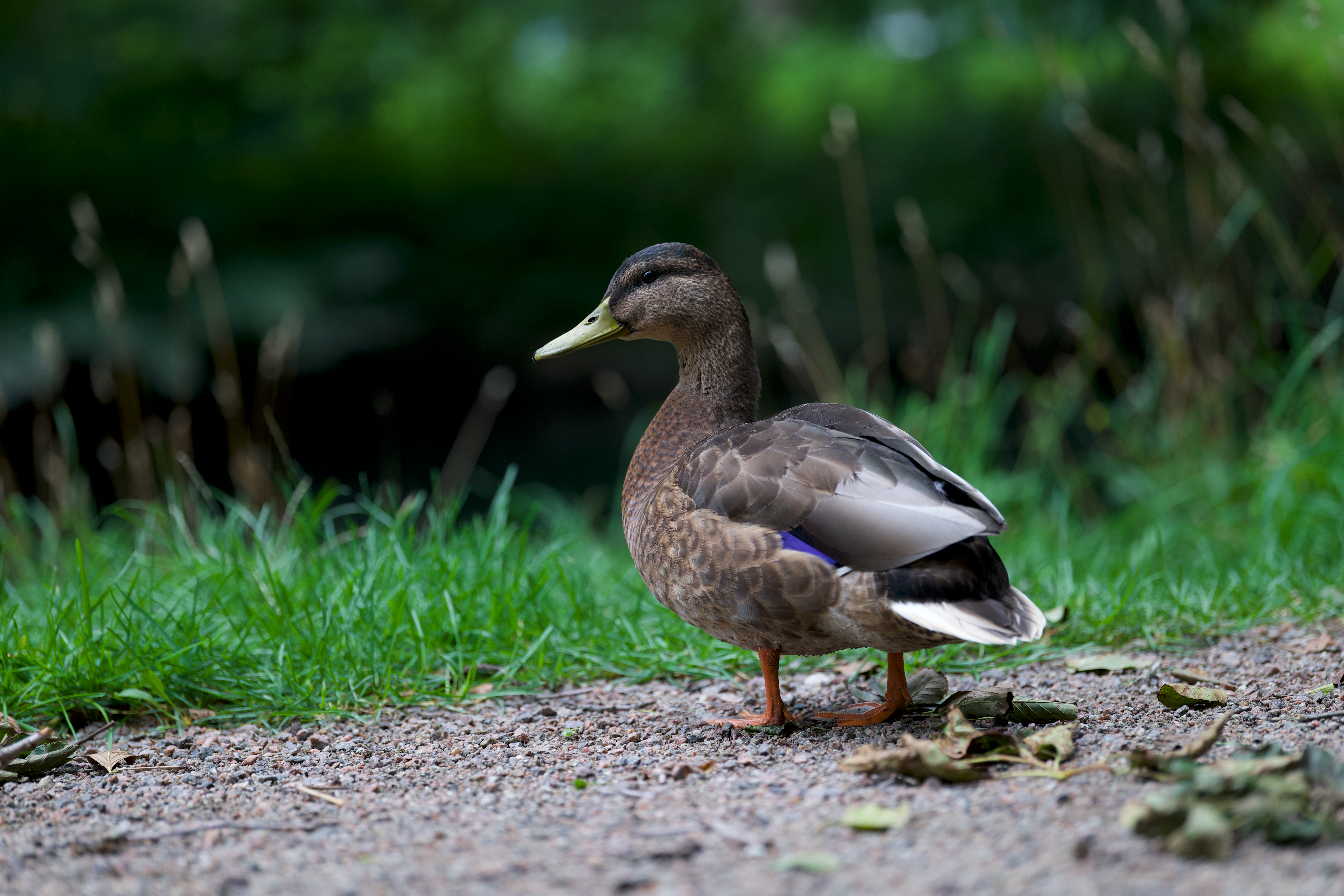 Duck on Ground · Free Stock Photo