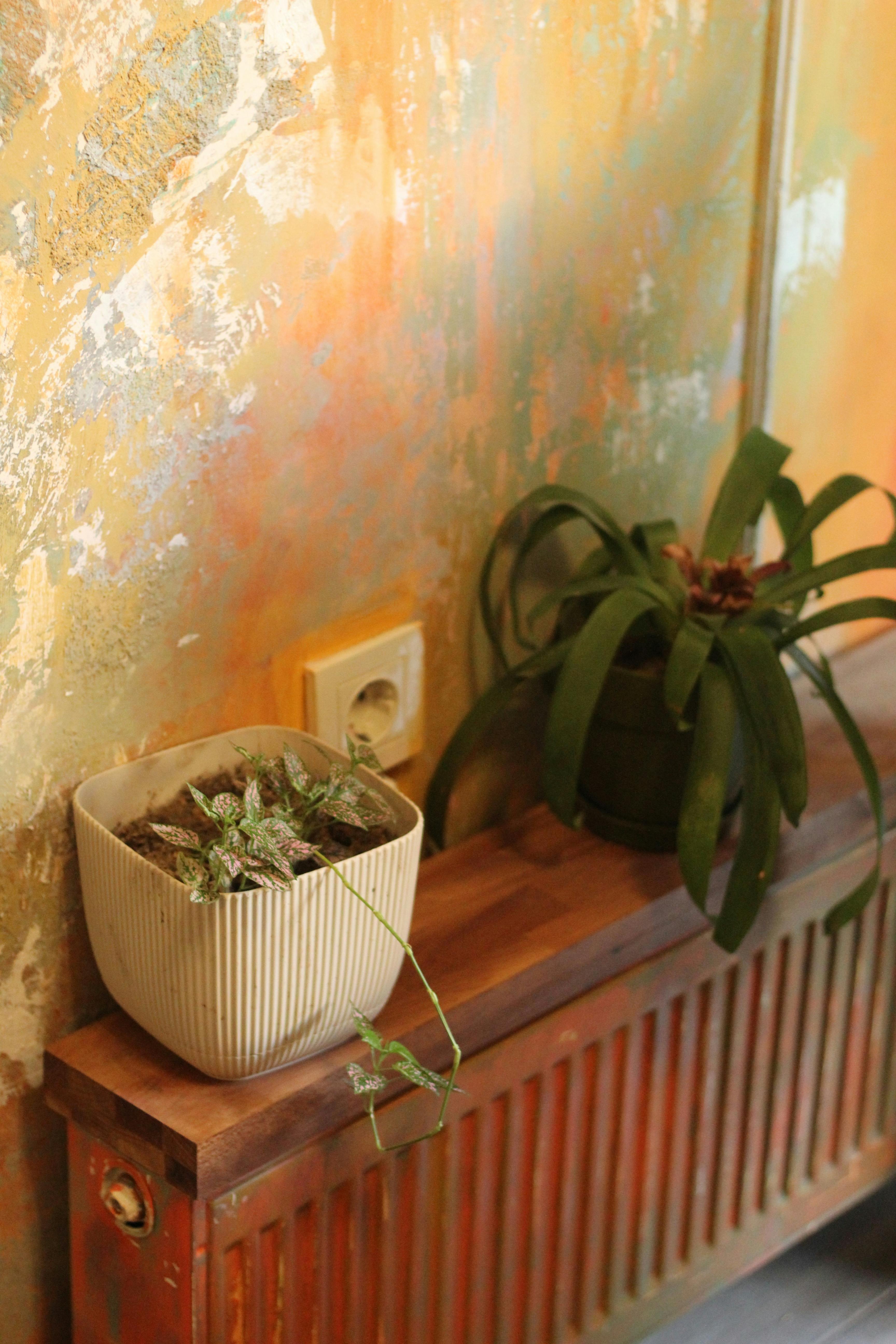 Potted Plants on Radiator · Free Stock Photo