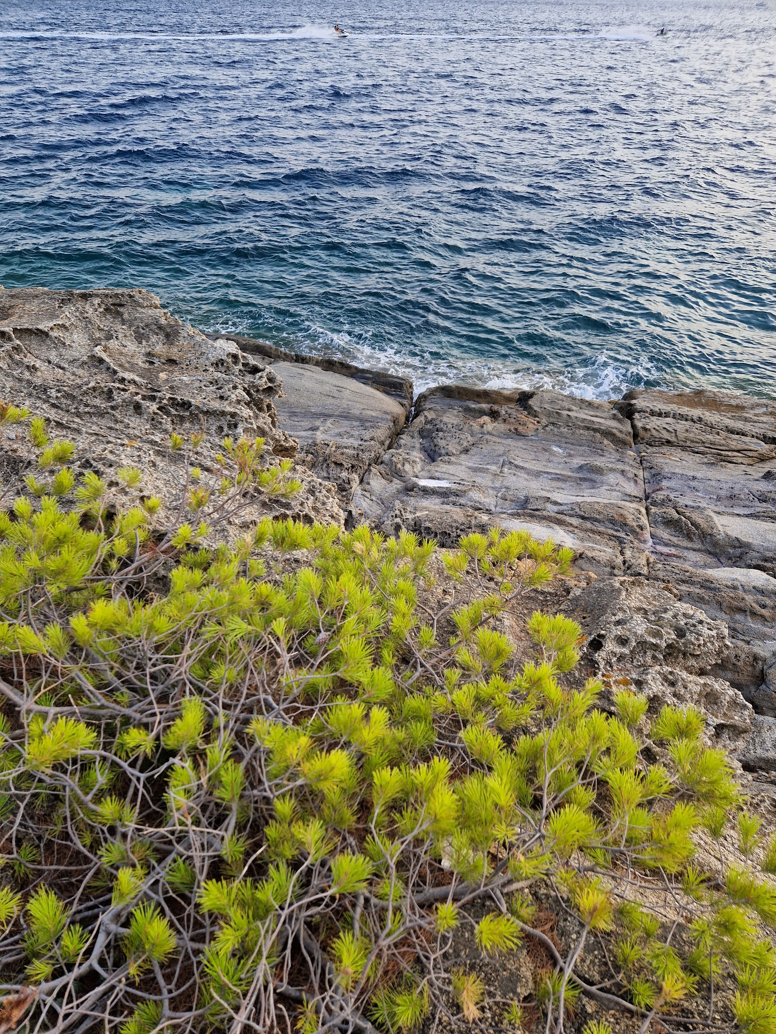 Shrubs at the Shore Line · Free Stock Photo