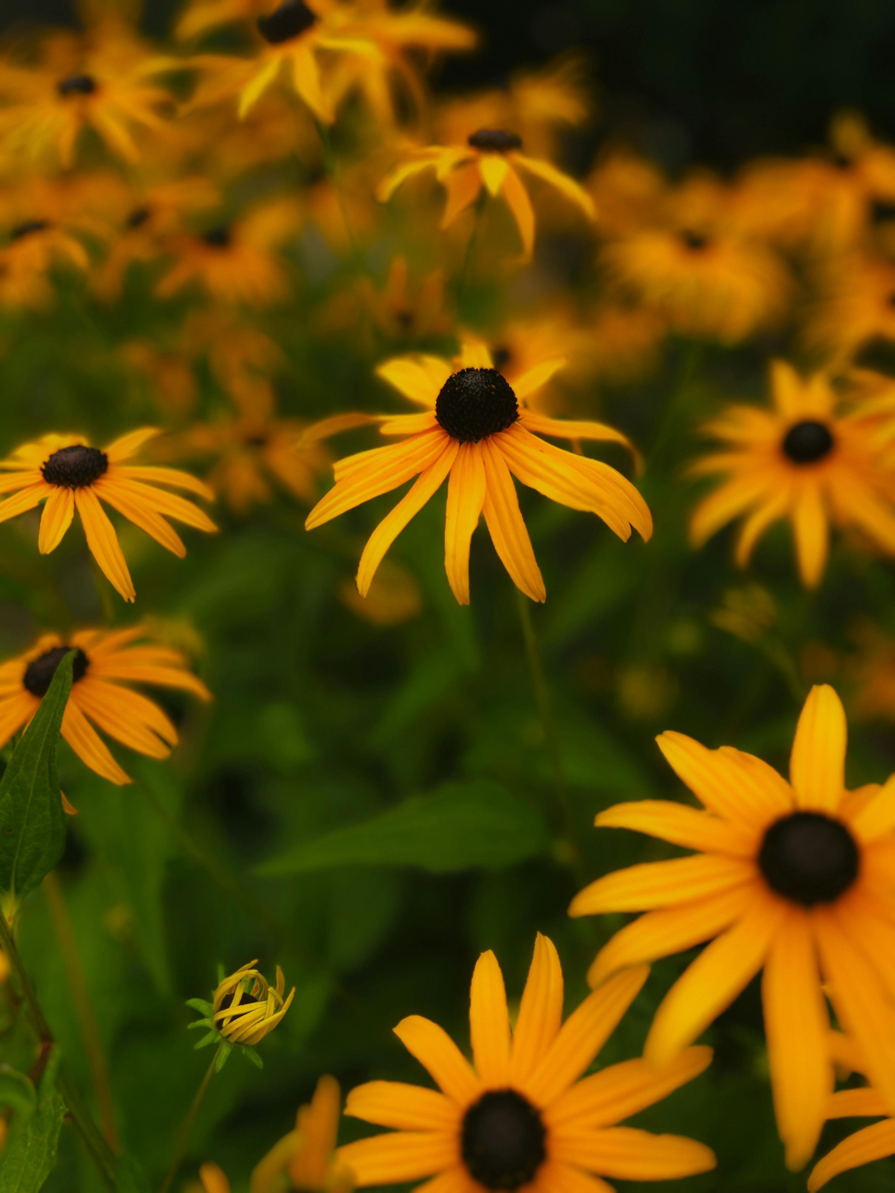 Close-up of Bright Orange Coneflowers · Free Stock Photo