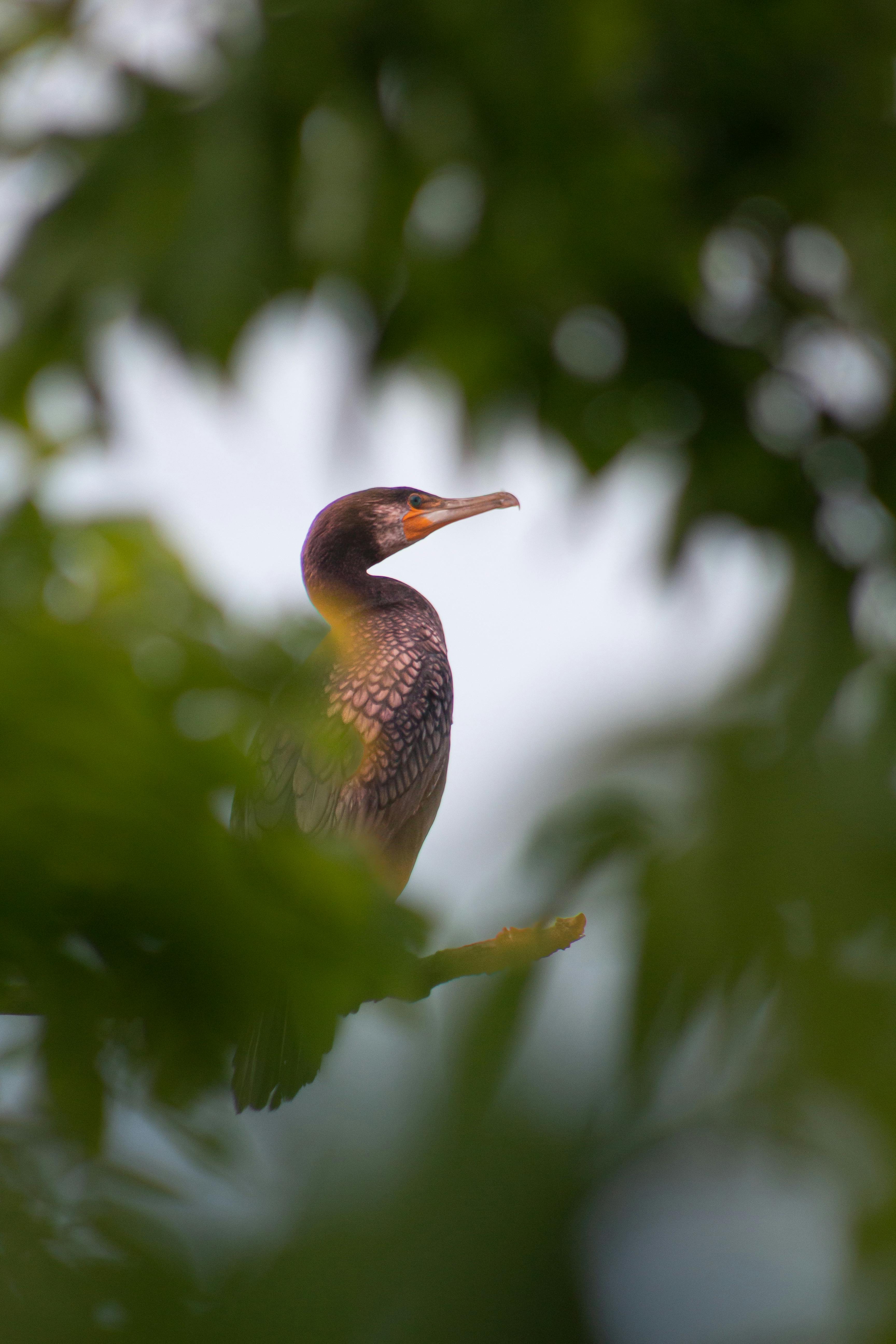 Animated Tree Photos, Download The BEST Free Animated Tree Stock Photos ...