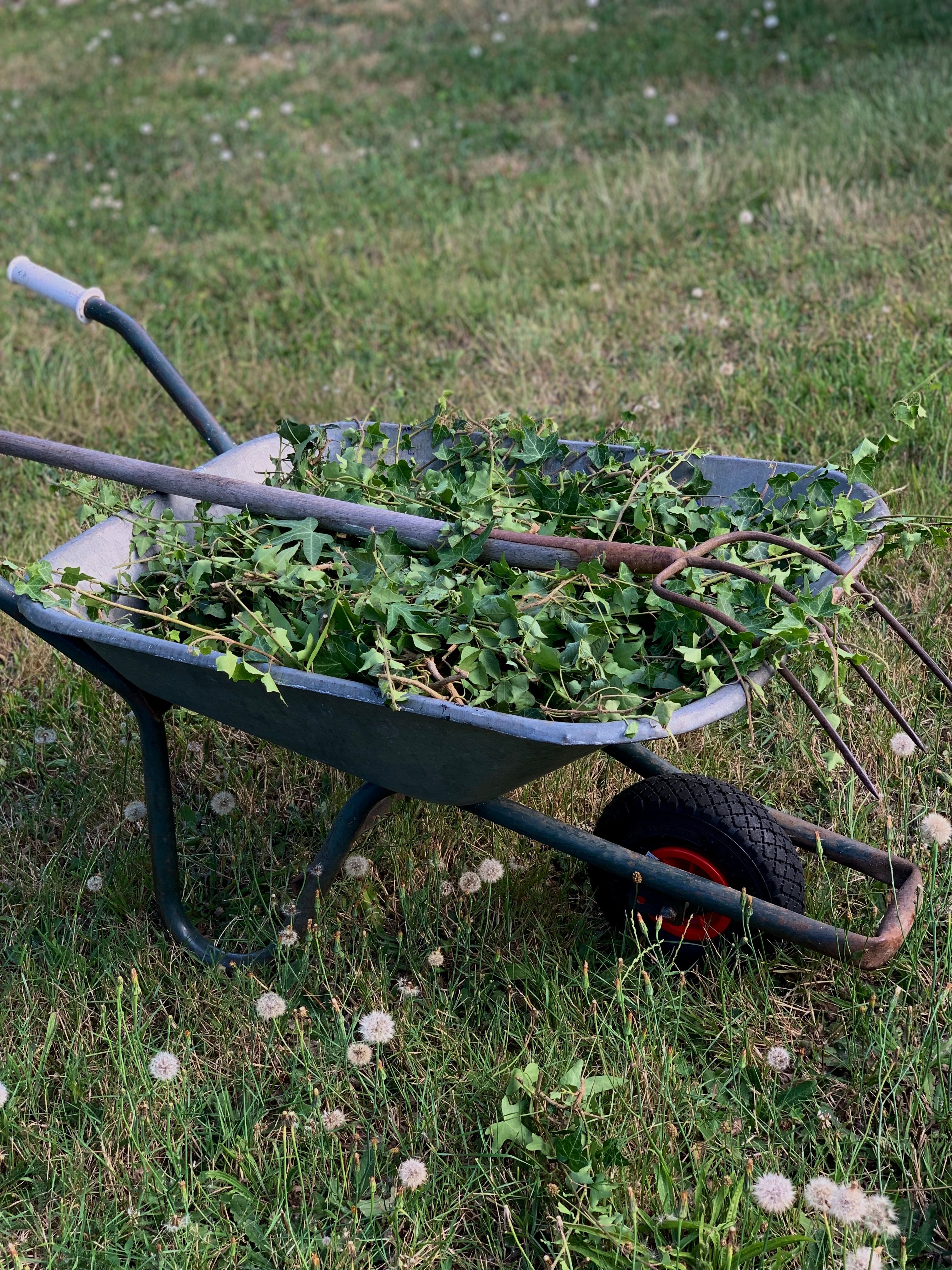 Photo of a Wheelbarrow with Green Leaves · Free Stock Photo