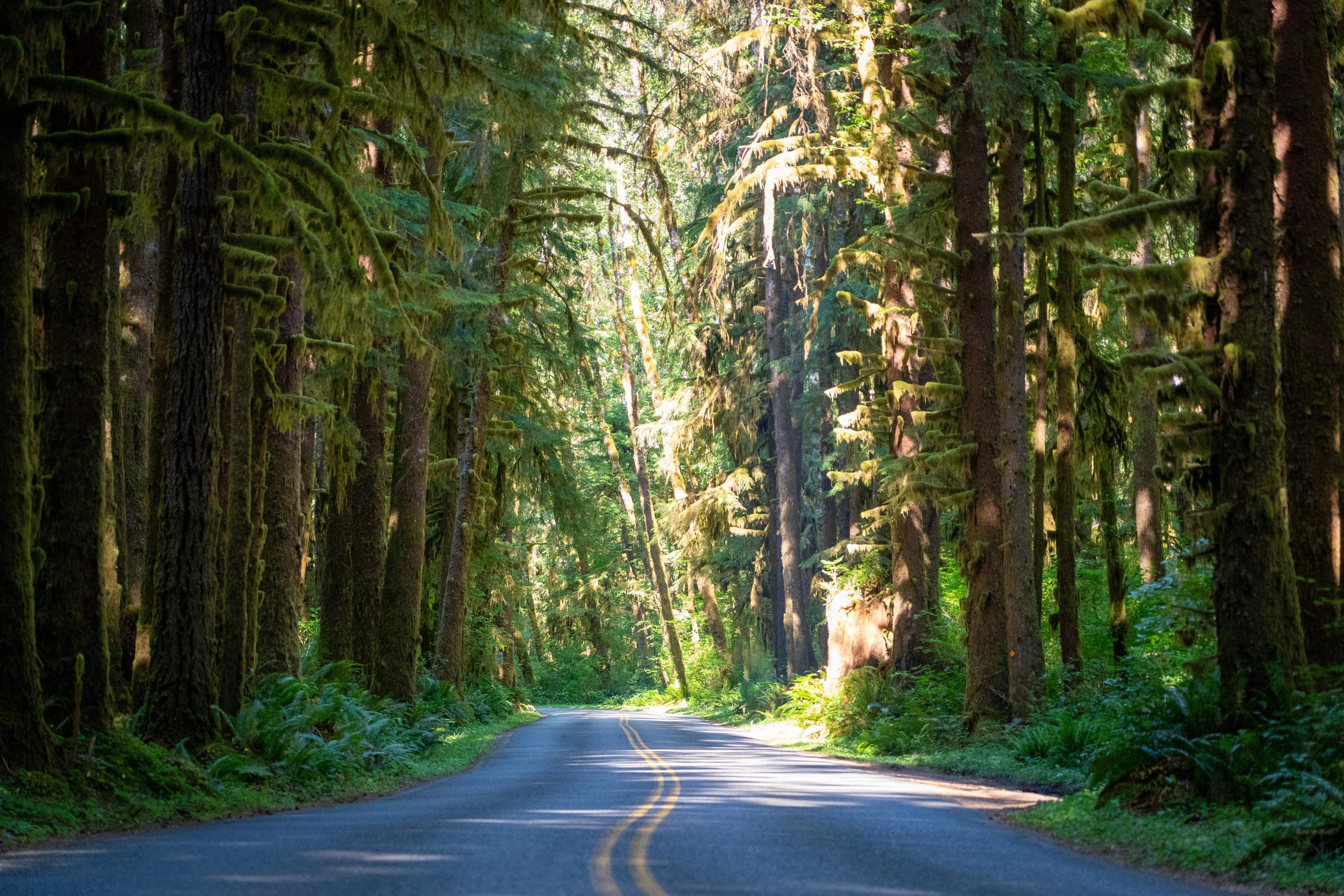 Hoh National Forest · Free Stock Photo