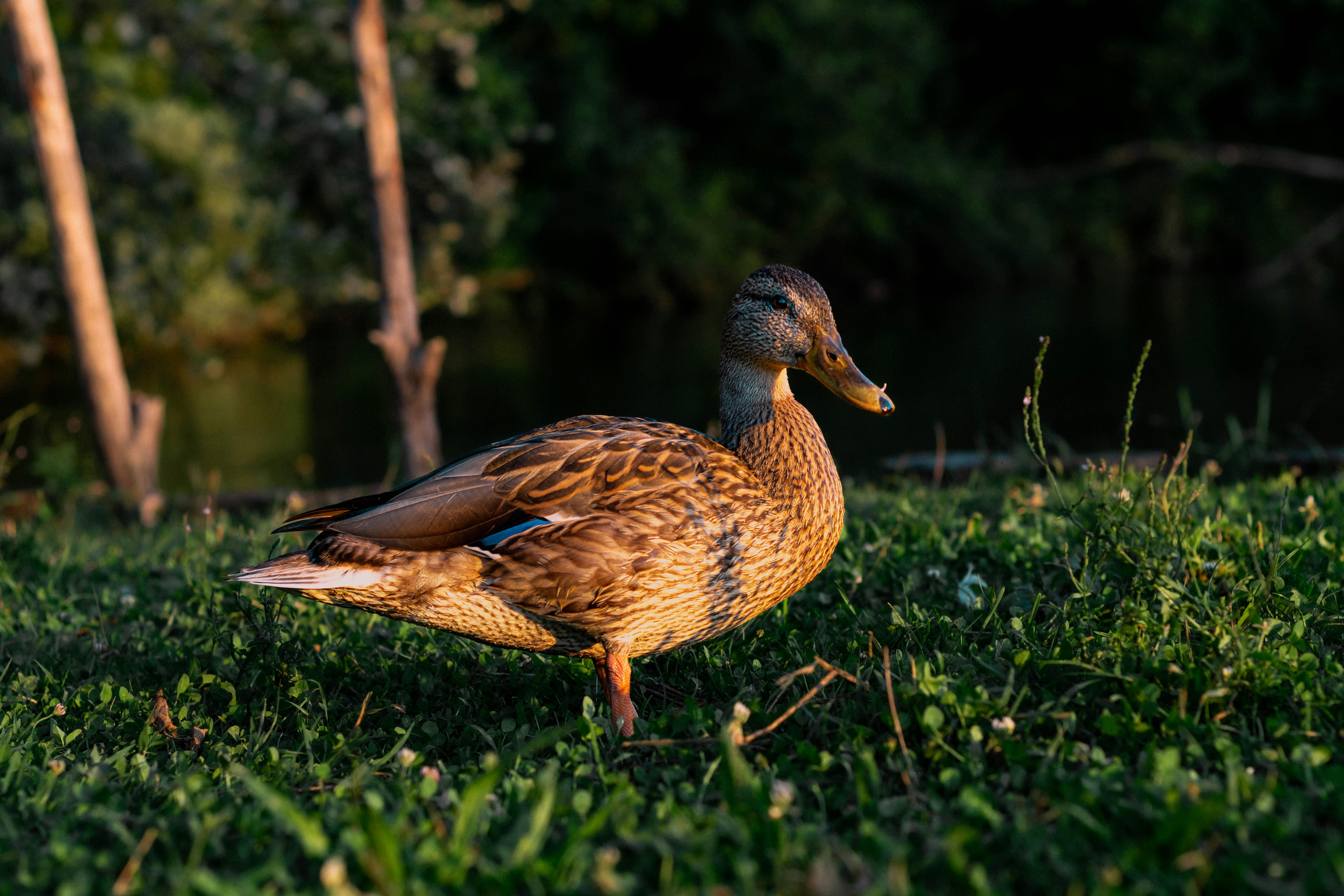 Close up of Duck · Free Stock Photo
