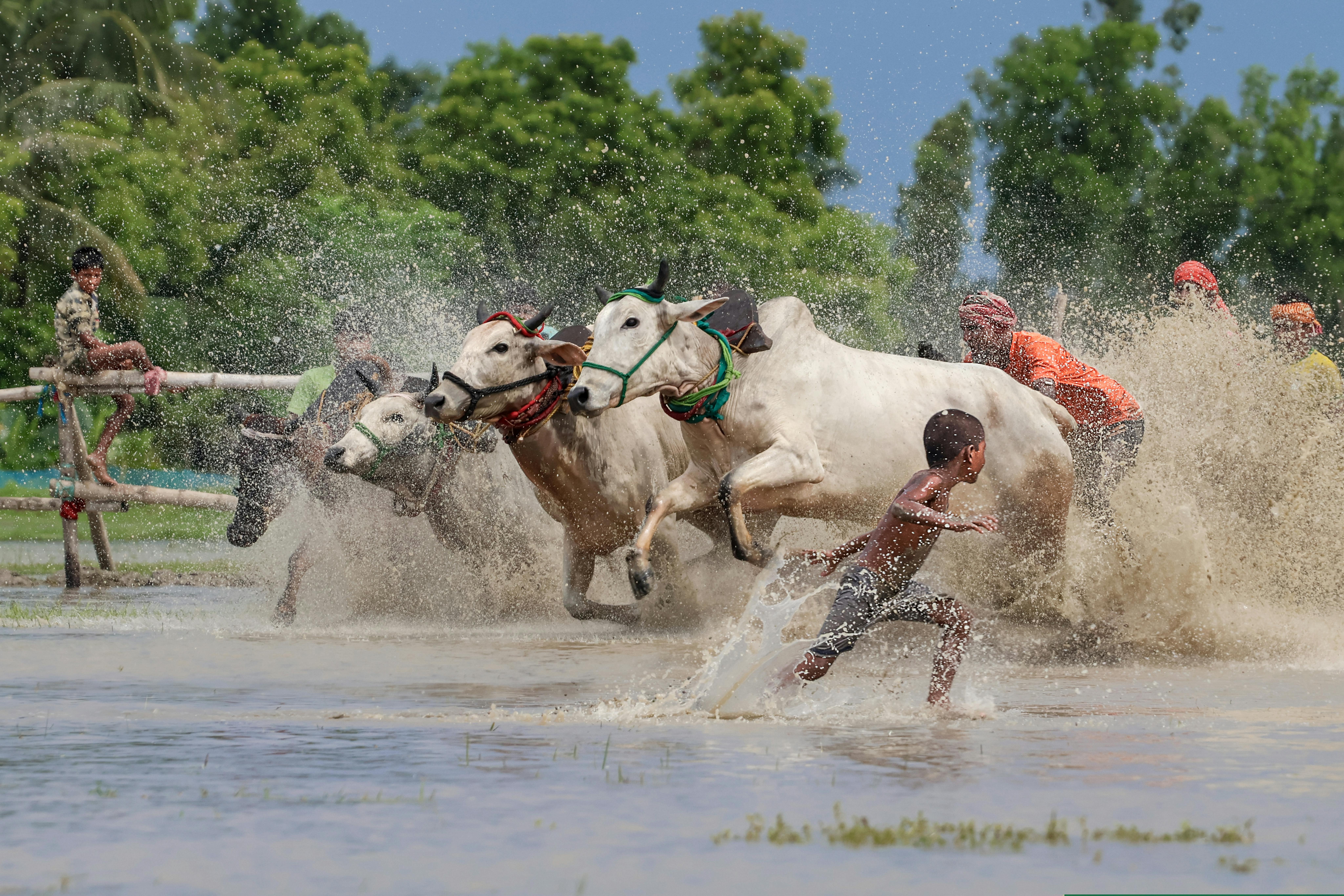 Men Racing with White Ox Splashing the River · Free Stock Photo