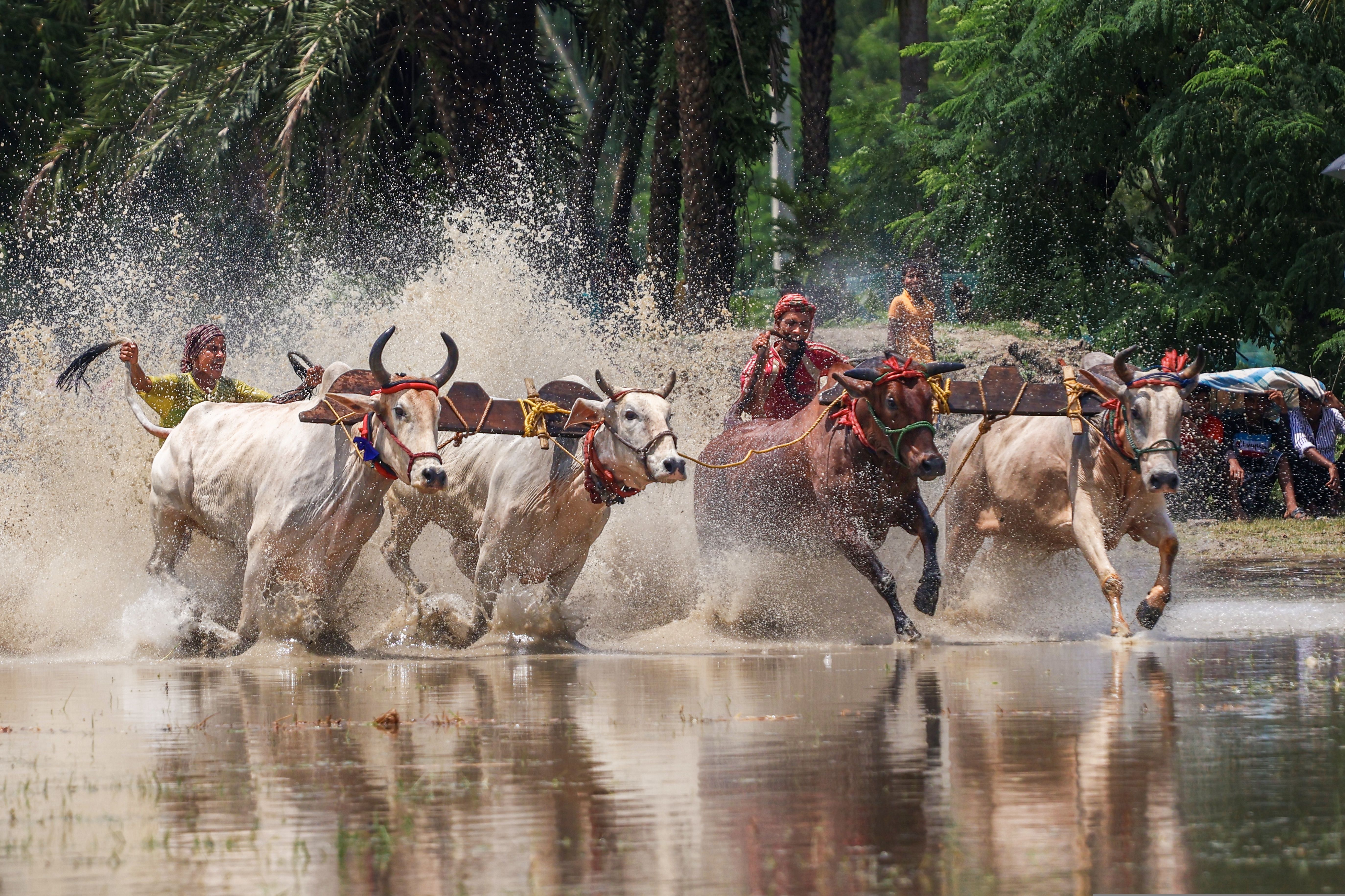 Men with Galloping Bulls in Water · Free Stock Photo