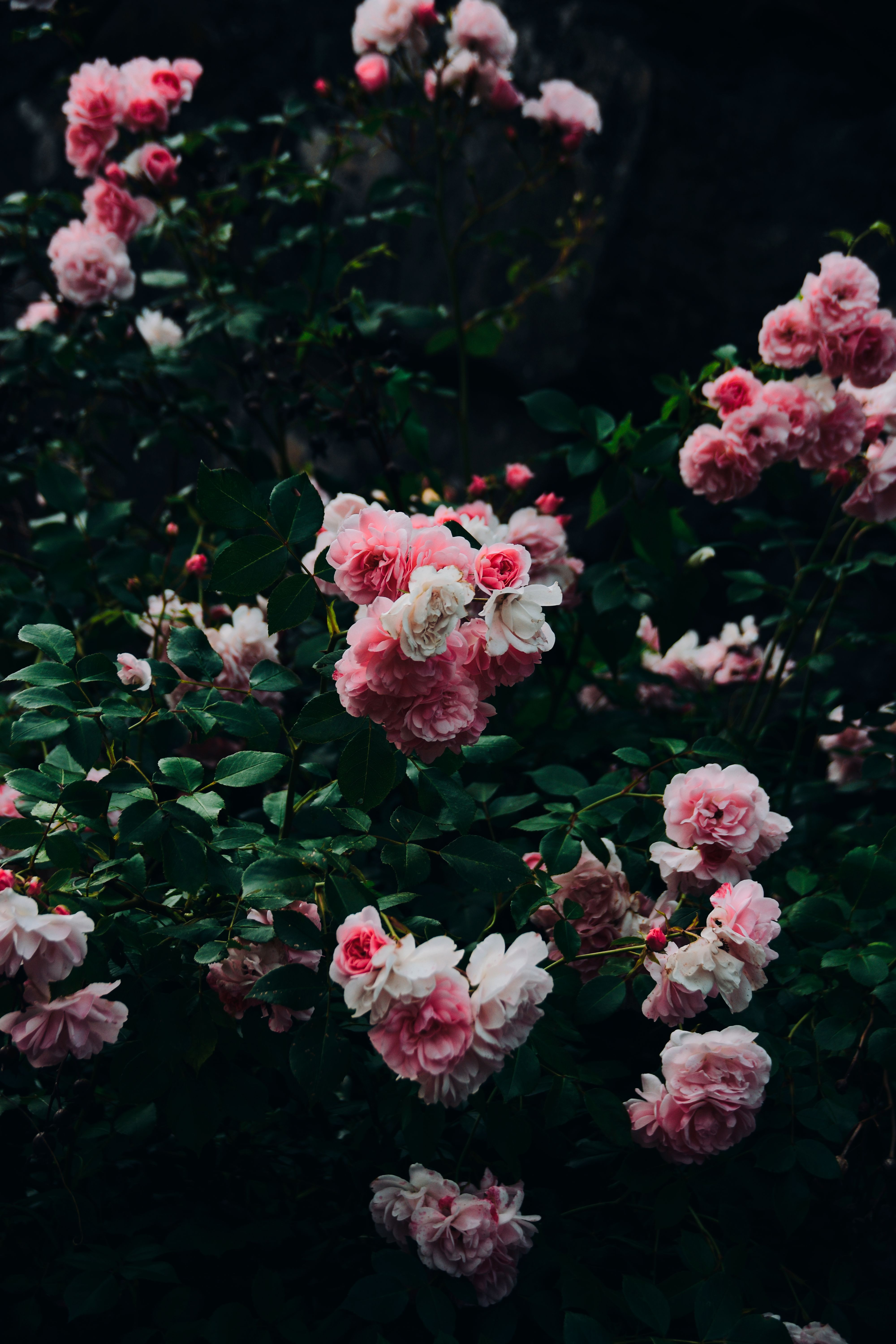 Pink Hue Flowers Photos, Download The BEST Free Pink Hue Flowers Stock ...