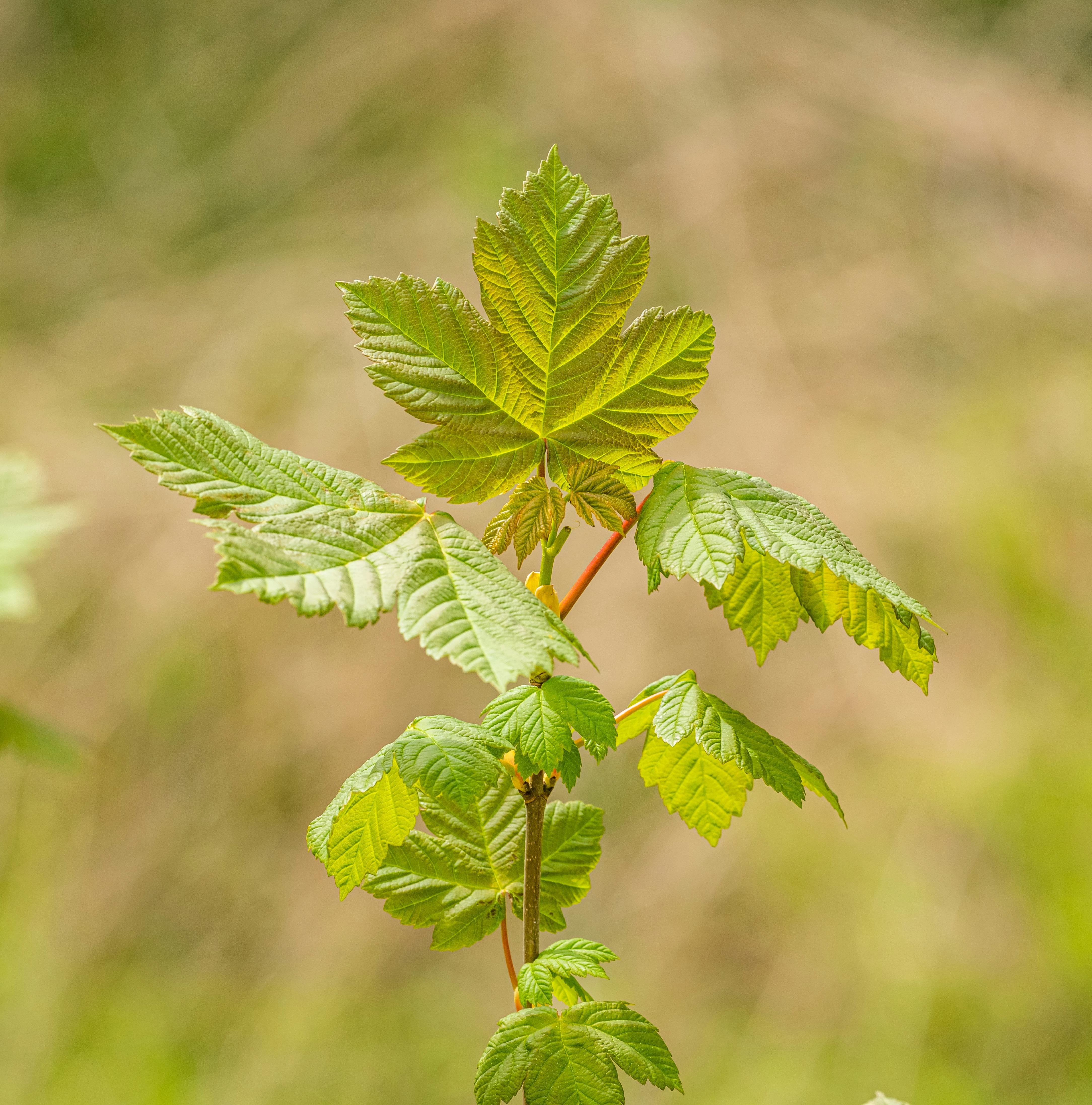 Young Maple Tree Photos, Download The BEST Free Young Maple Tree Stock ...