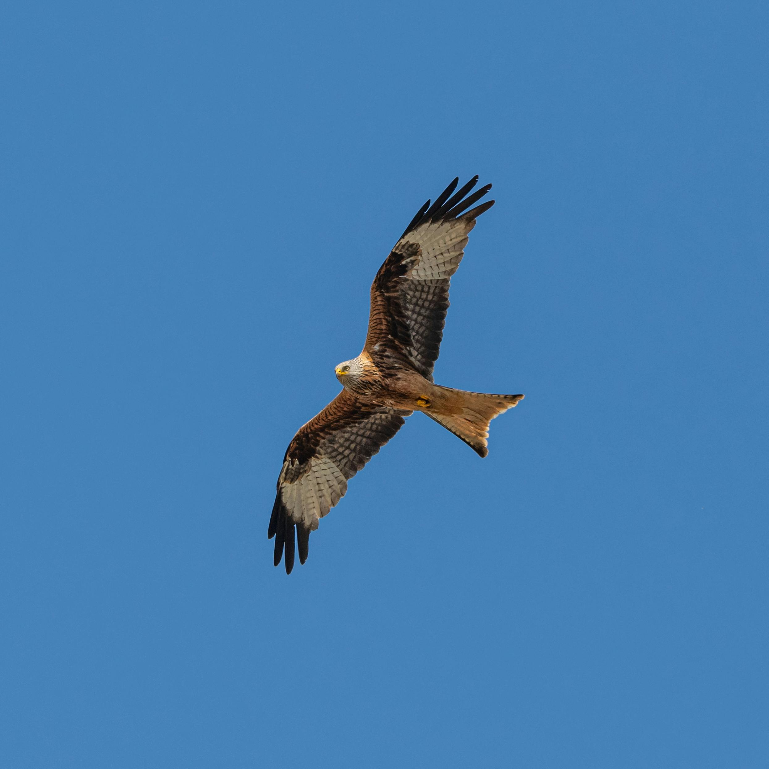 View of a Flying Bat · Free Stock Photo