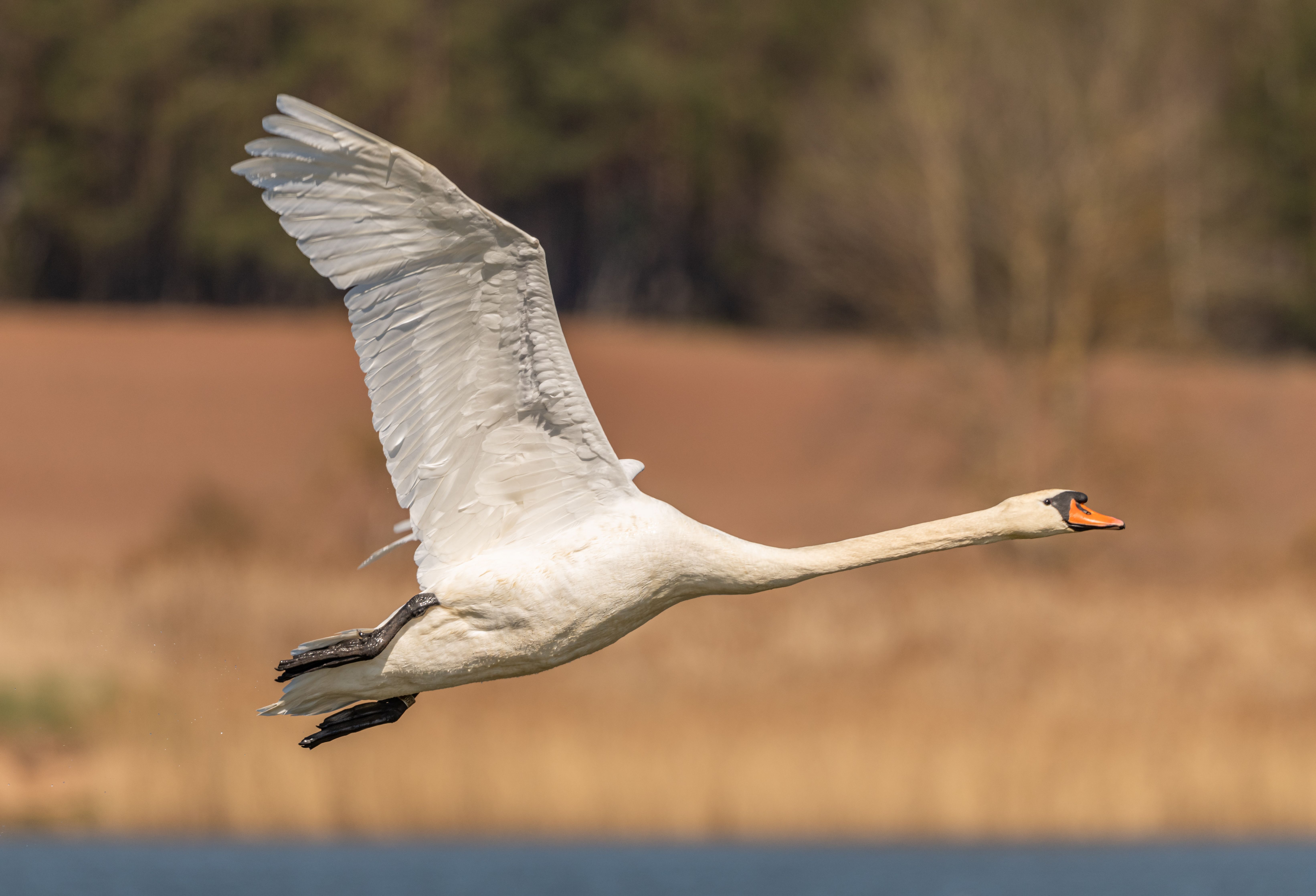 Swan Flying over Water · Free Stock Photo