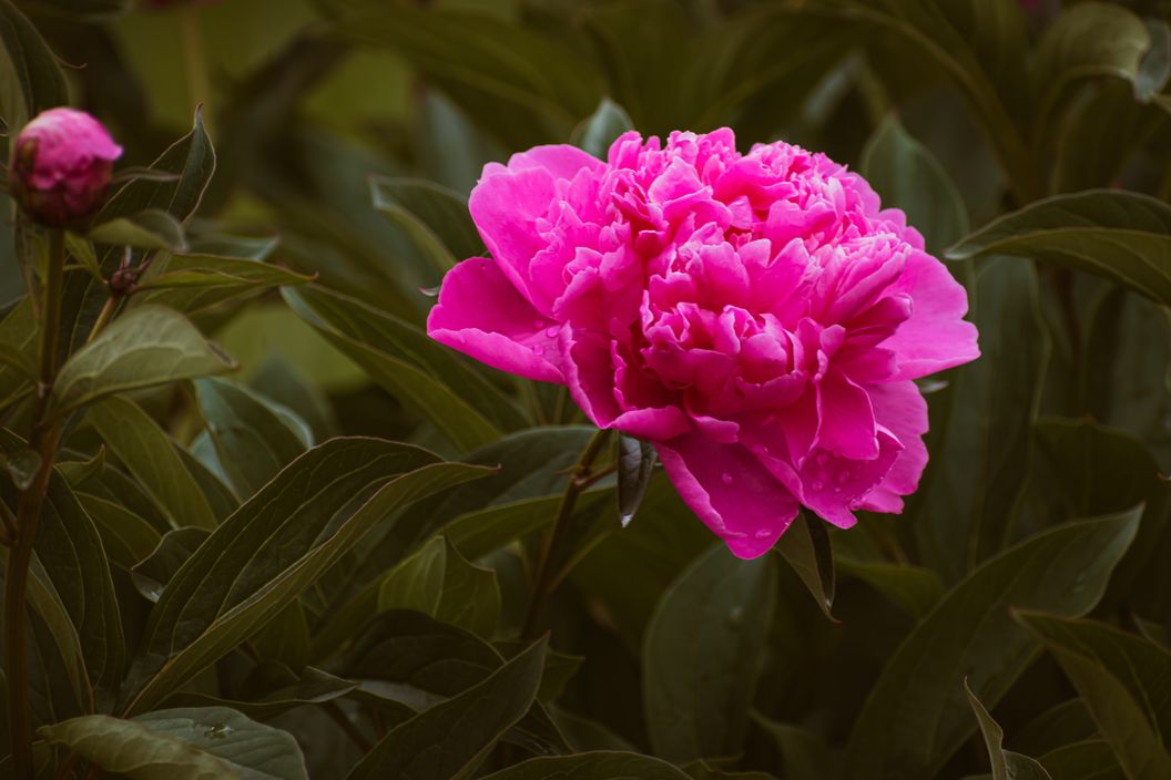 How Often to Water Peonies in Pots: A Simple Care Guide