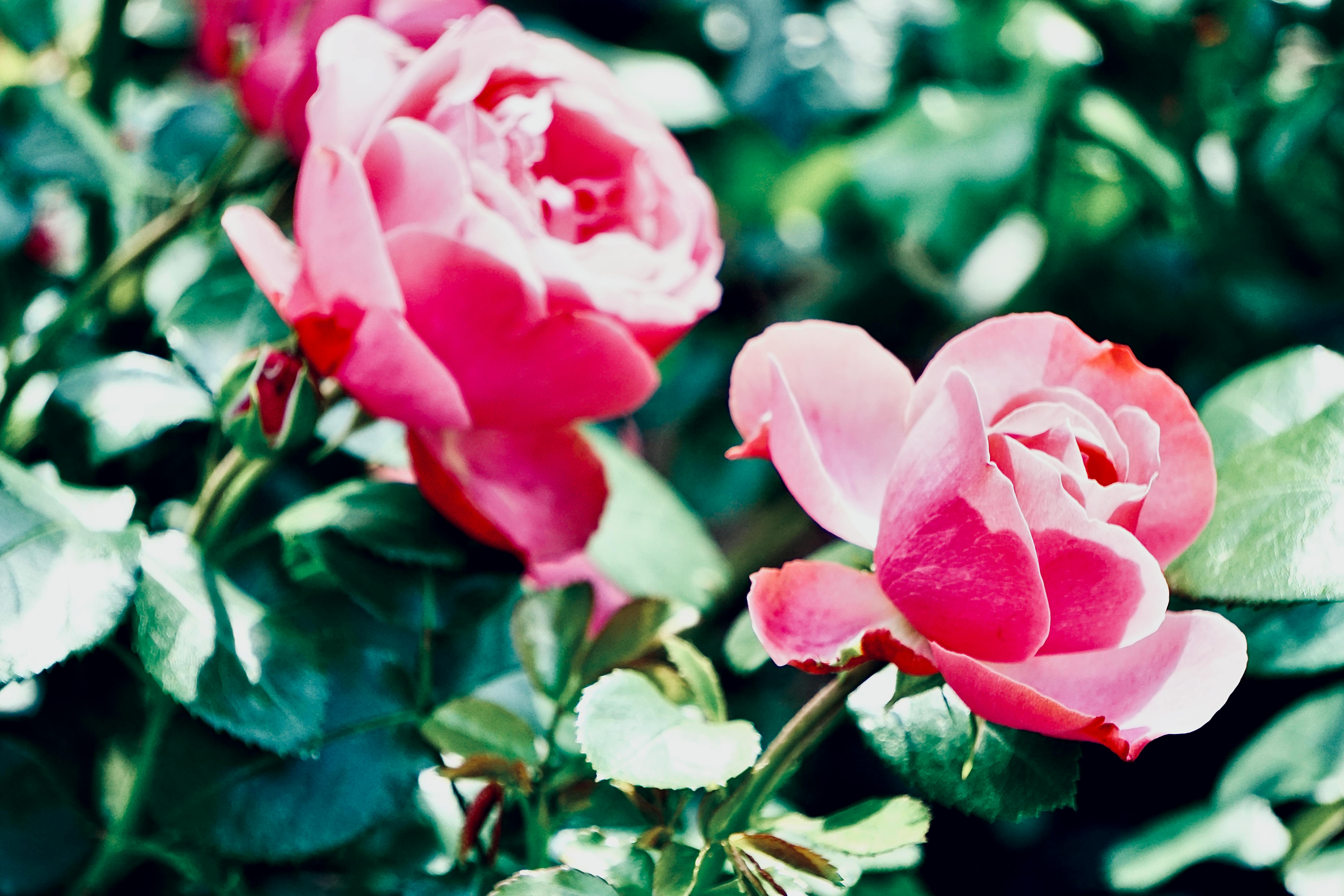 Roses Flowering on Shrub · Free Stock Photo