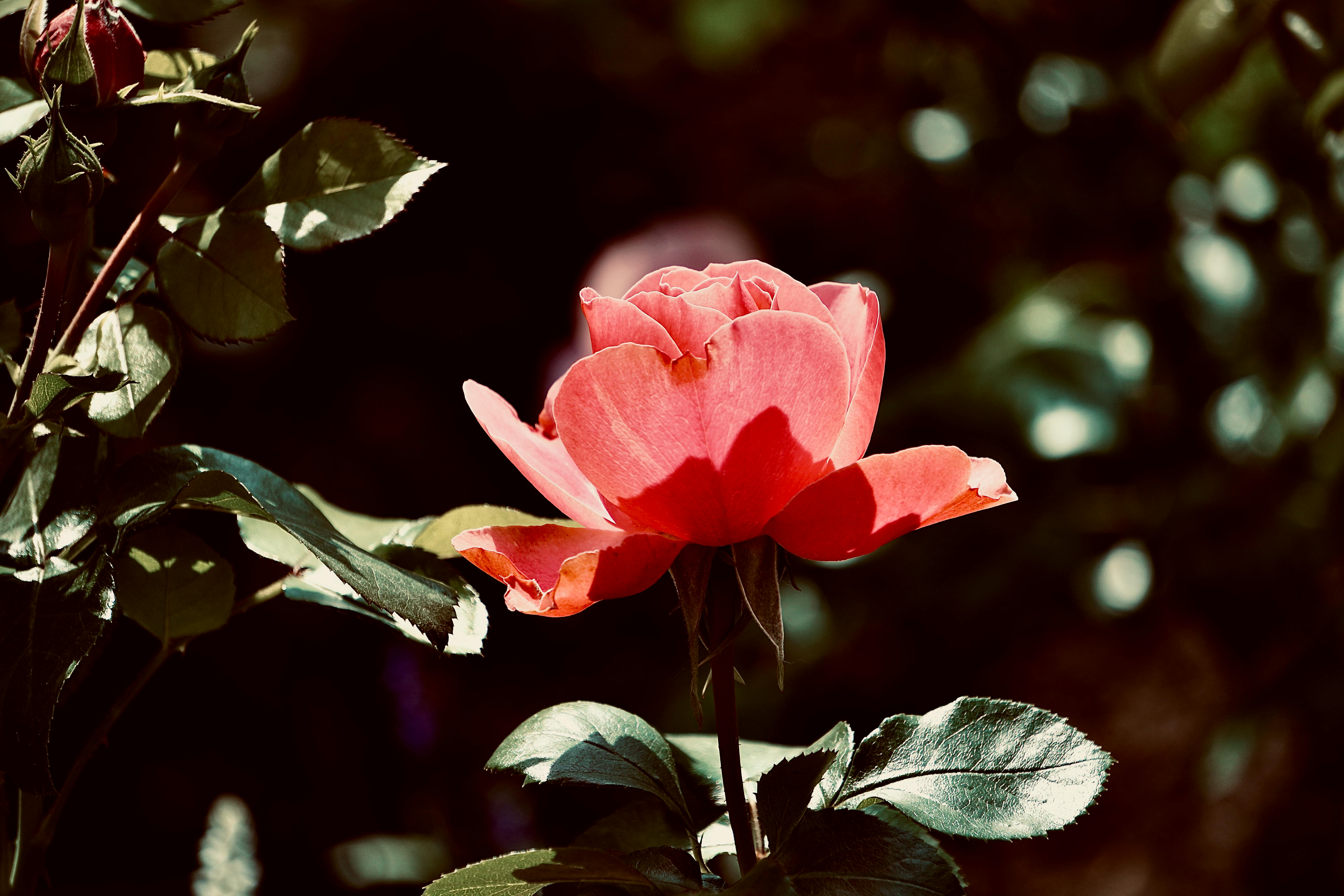 Pink Rose in Nature · Free Stock Photo