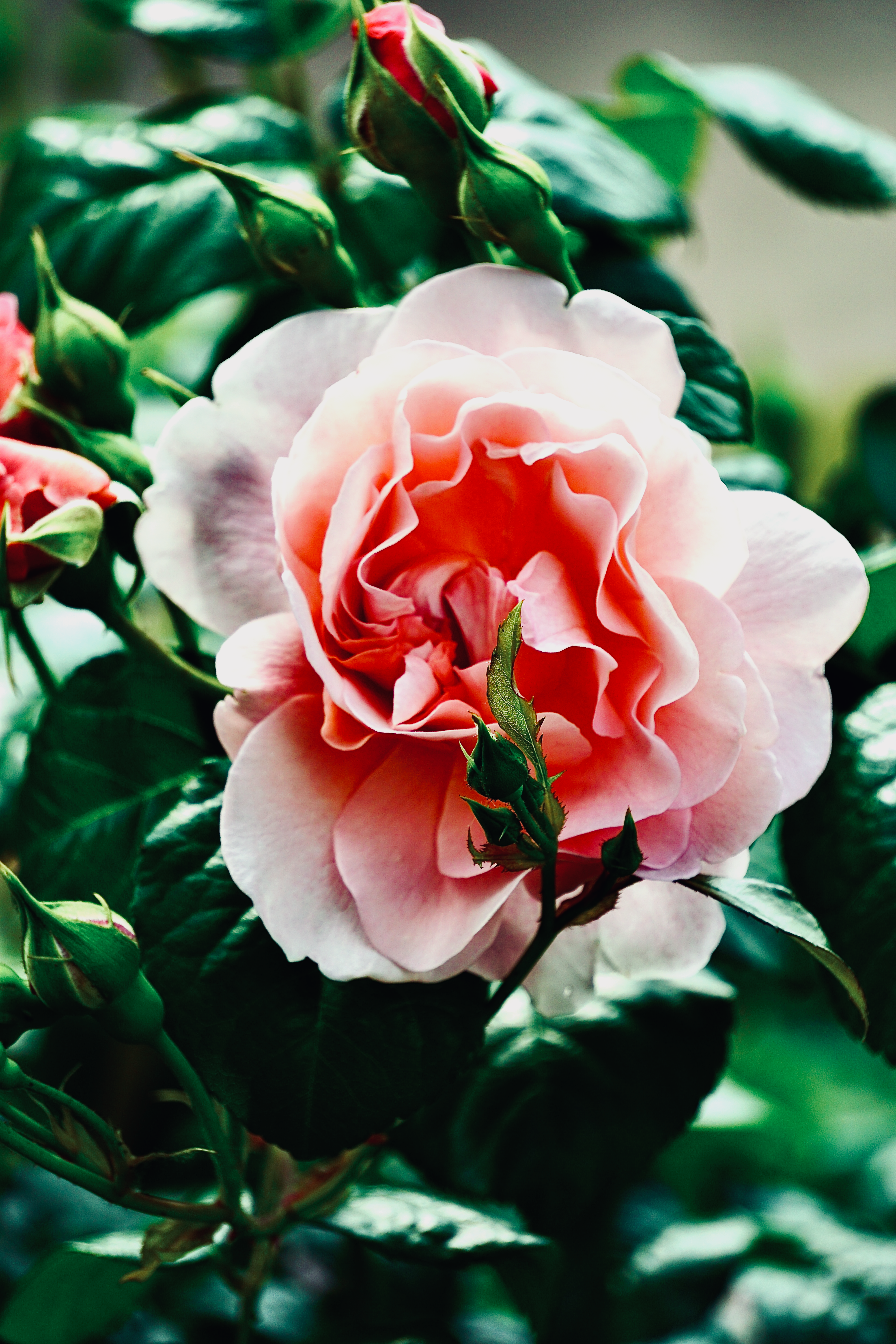 Close up of Pink Rose · Free Stock Photo