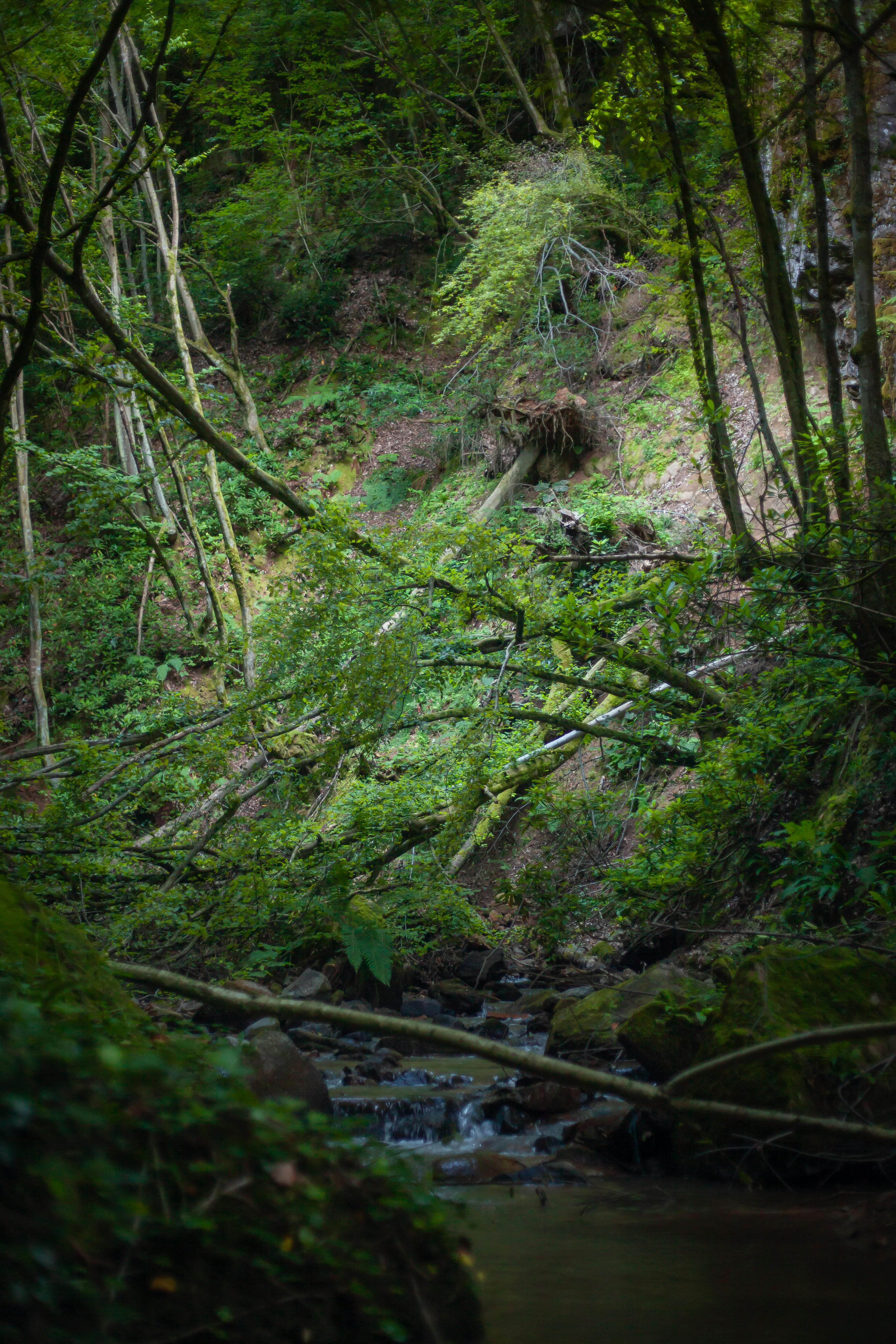 Broken Tree in Forest · Free Stock Photo