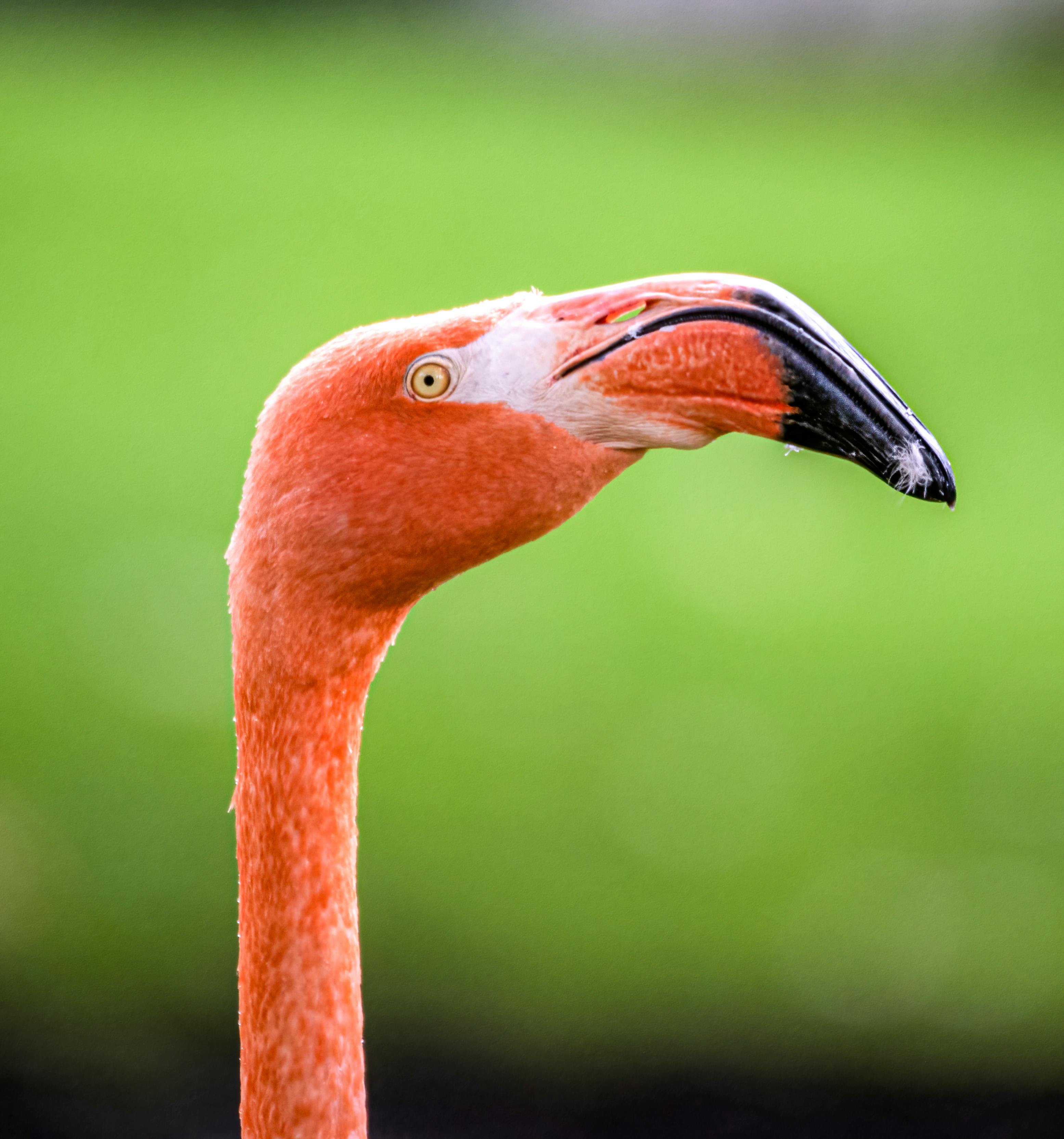 Close-Up Shot of a Flamingo · Free Stock Photo