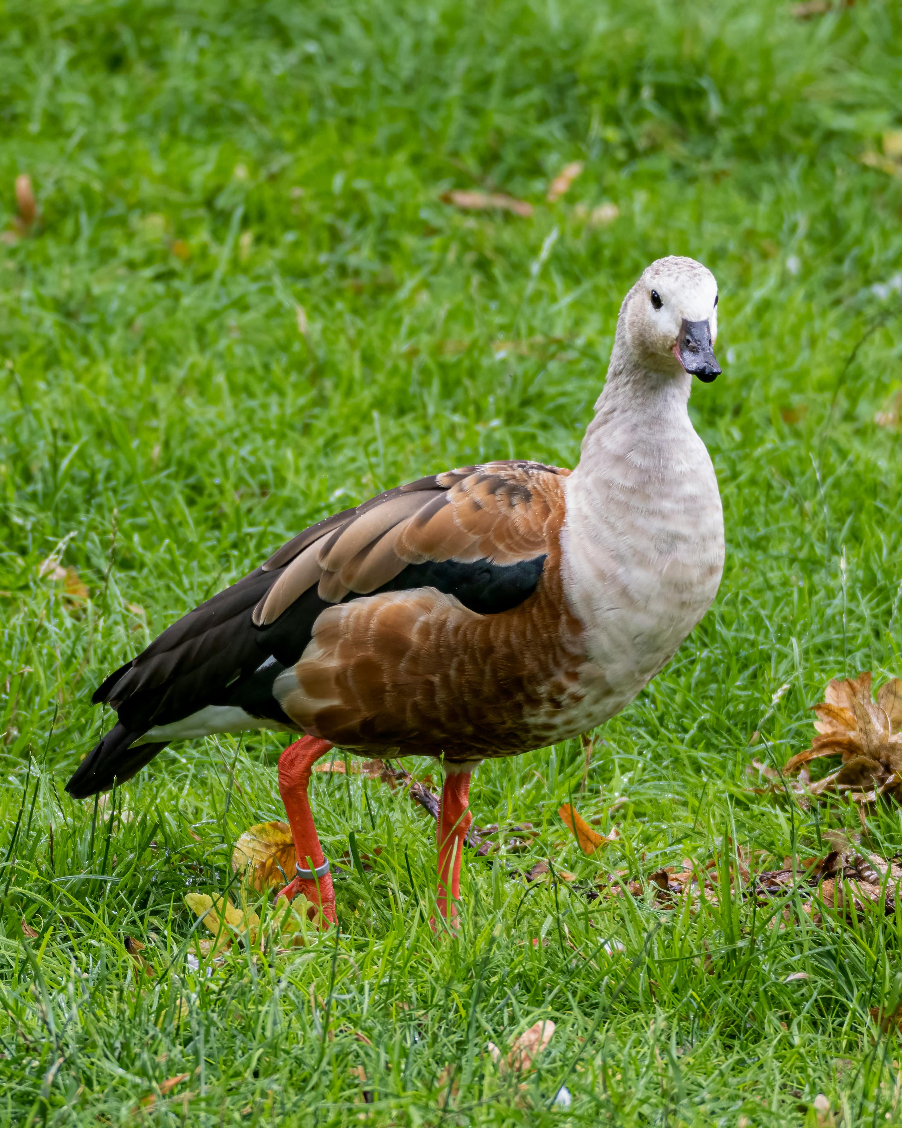 Close up of Orinoco Goose · Free Stock Photo