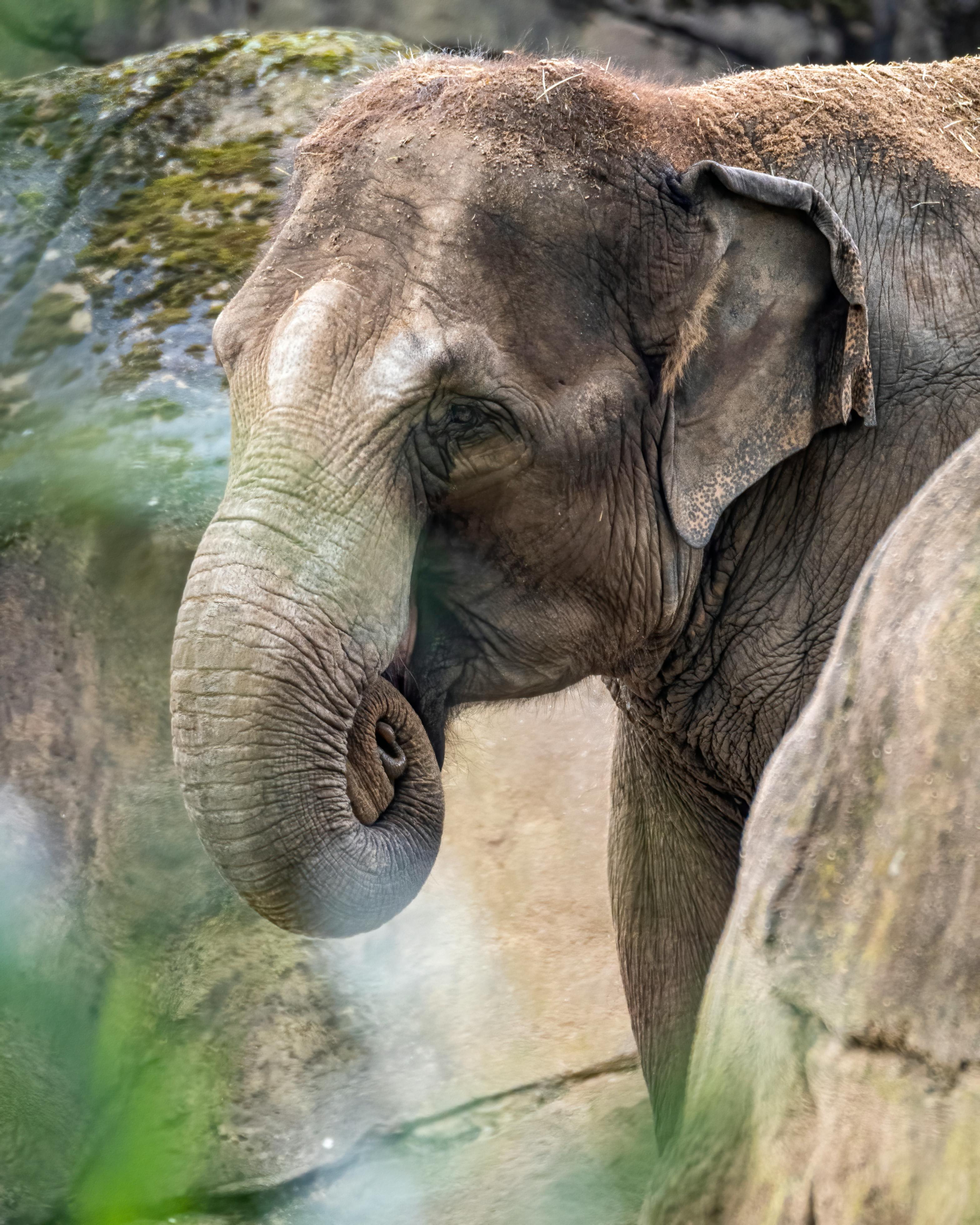 African Elephant Drinking Water · Free Stock Photo