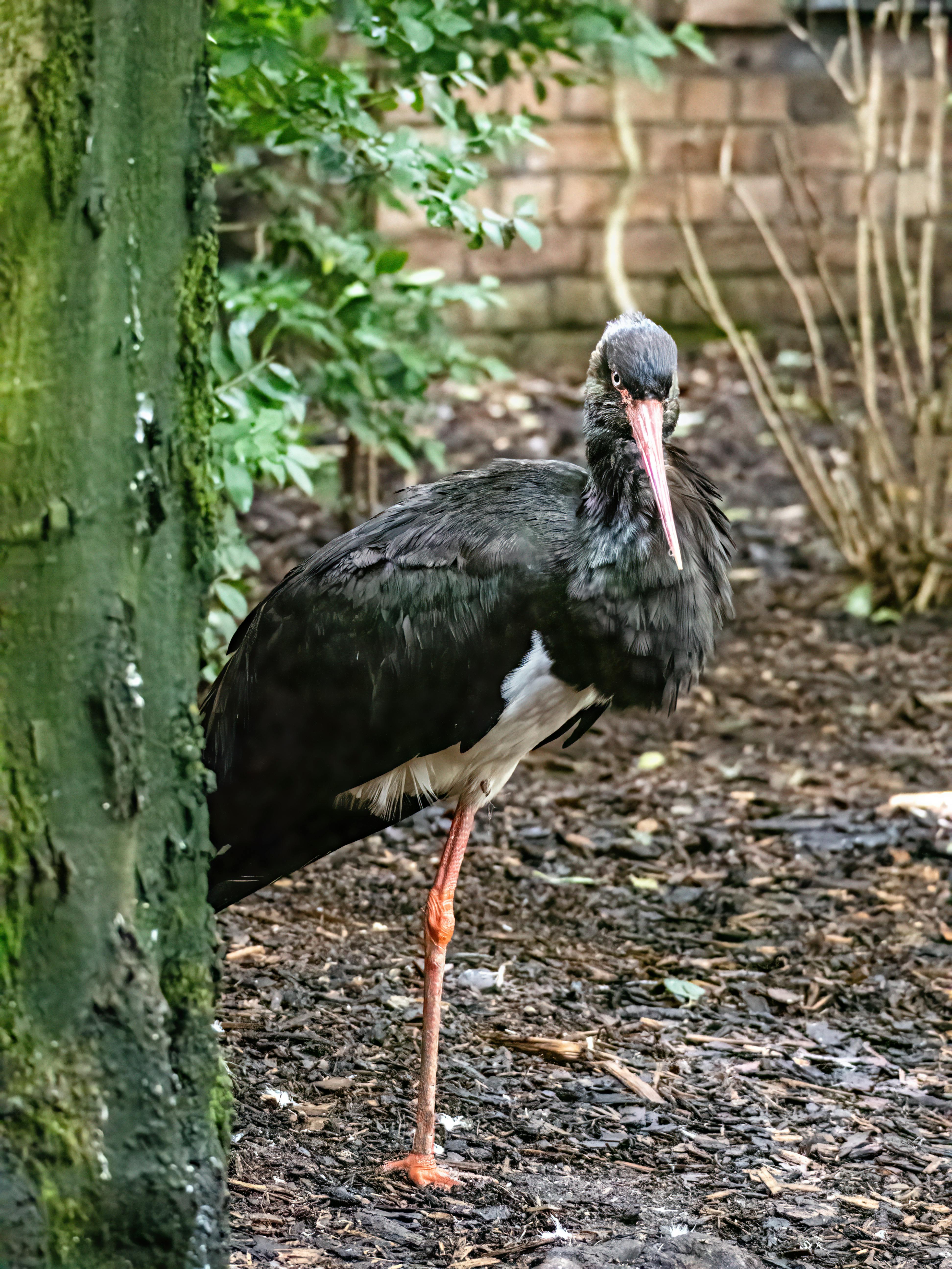 Black Stork in Zoo · Free Stock Photo