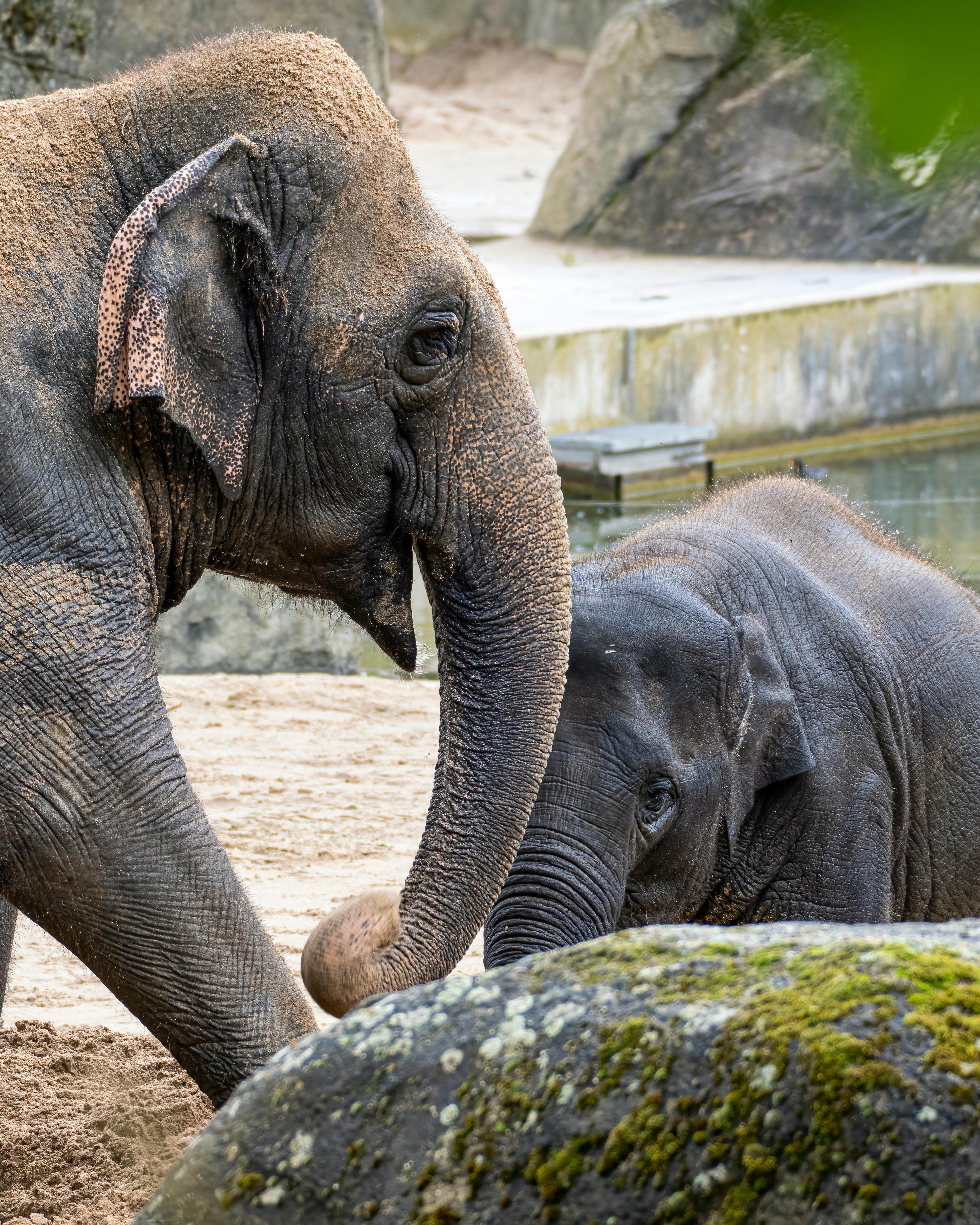 2 Brown Elephants on Brown Sand · Free Stock Photo
