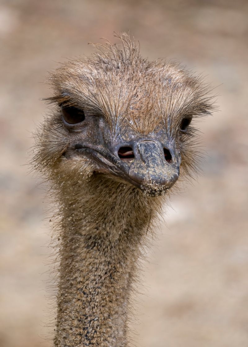 Ostrich Wallpaper Photos, Download The BEST Free Ostrich Wallpaper ...