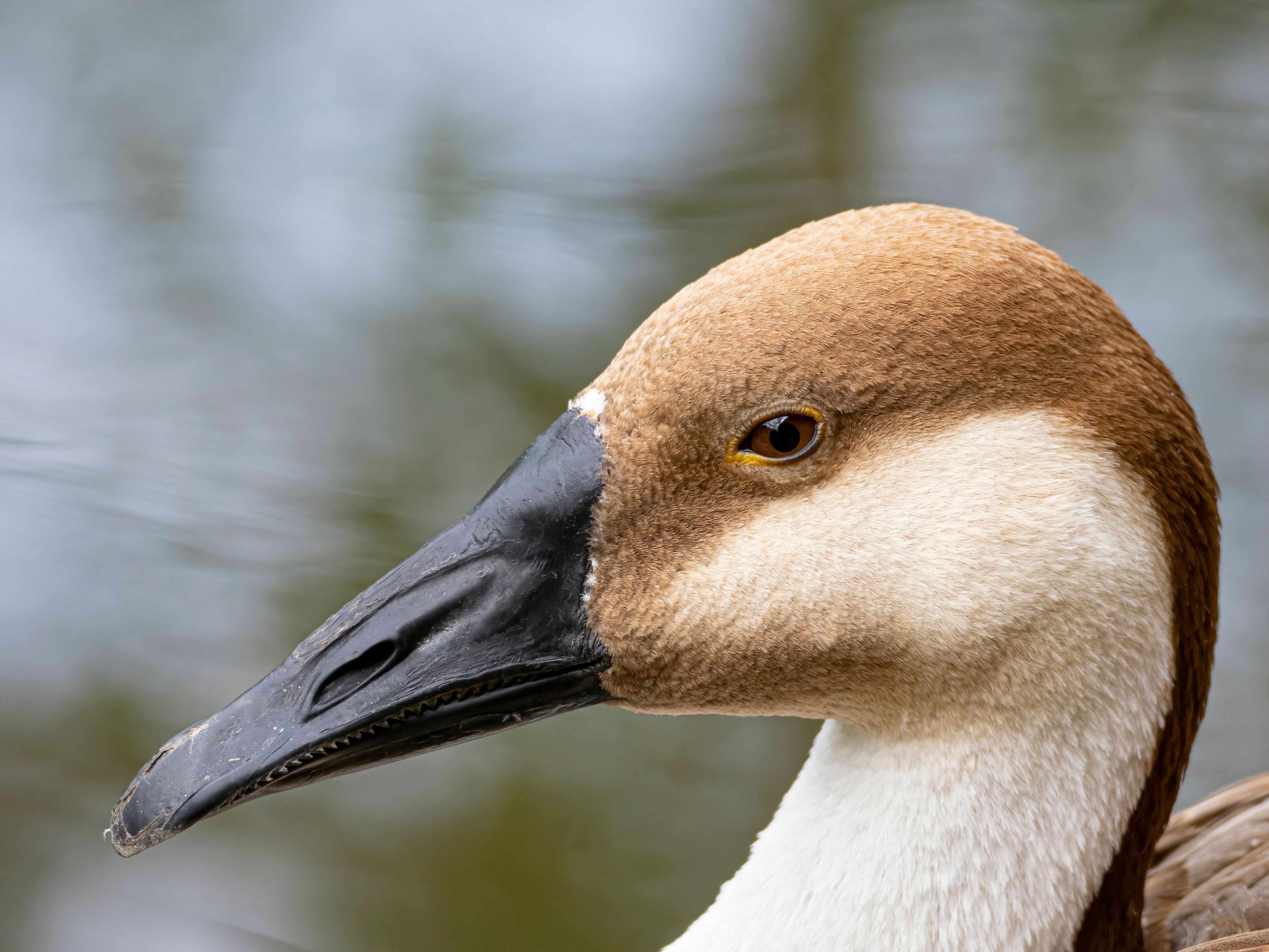 Close up of Duck Head · Free Stock Photo