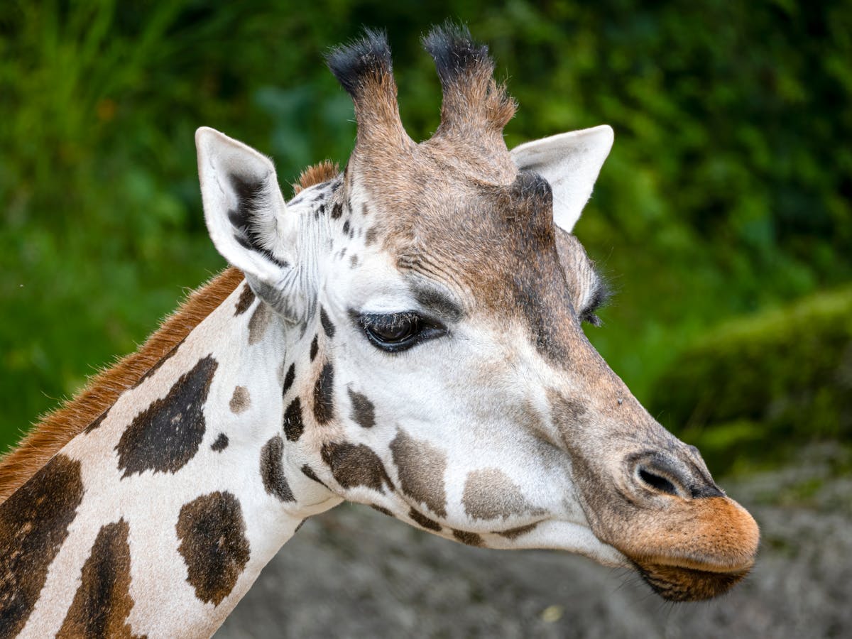 Giraff Photos, Download The BEST Free Giraff Stock Photos & HD Images