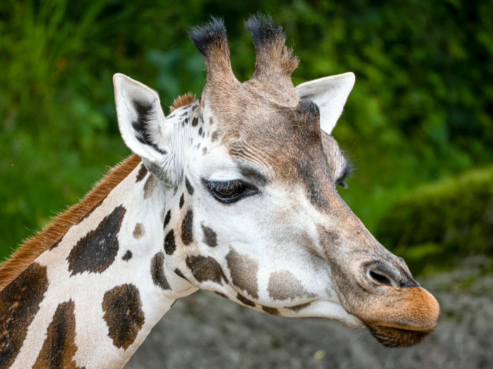 Giraff Photos, Download The BEST Free Giraff Stock Photos & HD Images