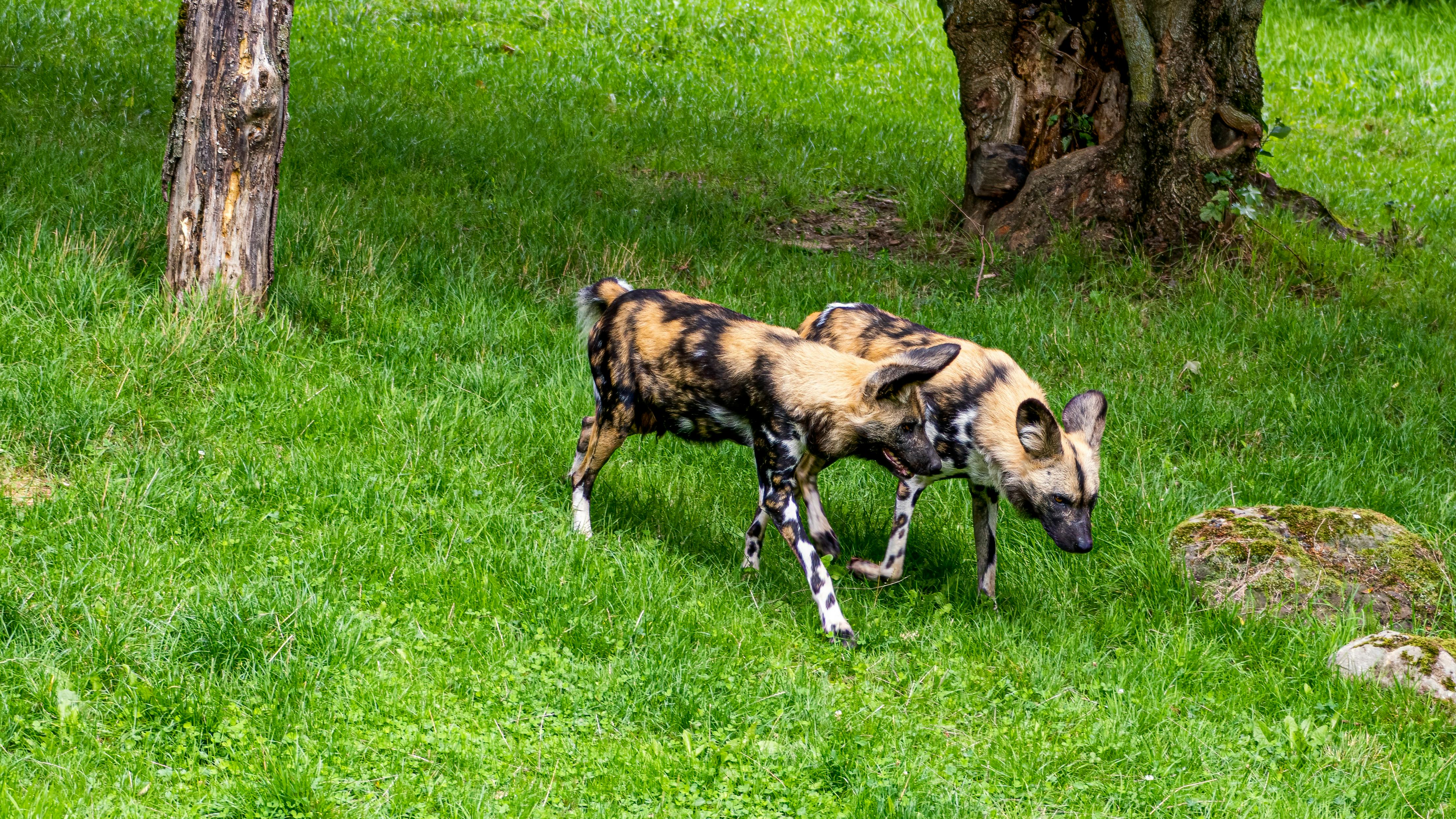 Wolves Photos, Download The BEST Free Wolves Stock Photos & HD Images