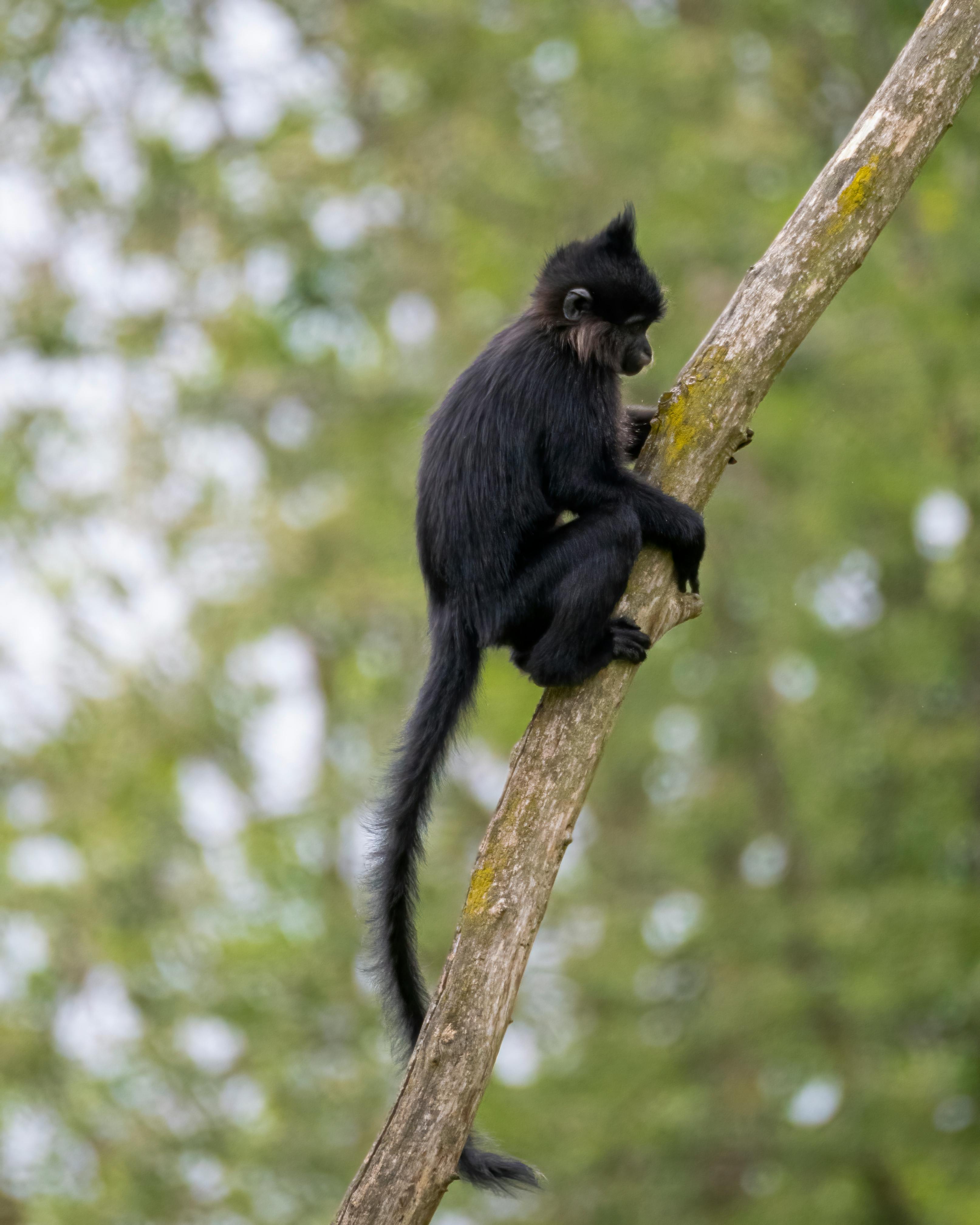 Photography of Monkey on Tree · Free Stock Photo