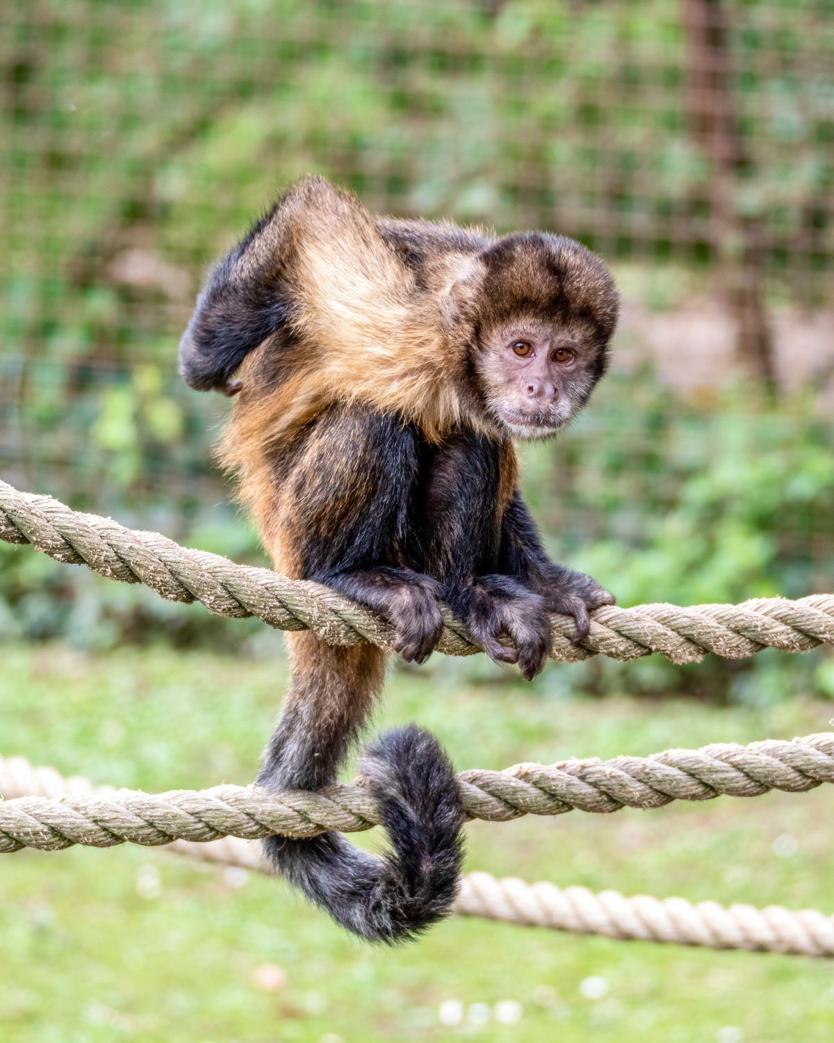Capuchin Monkey Photos, Download The BEST Free Capuchin Monkey Stock ...