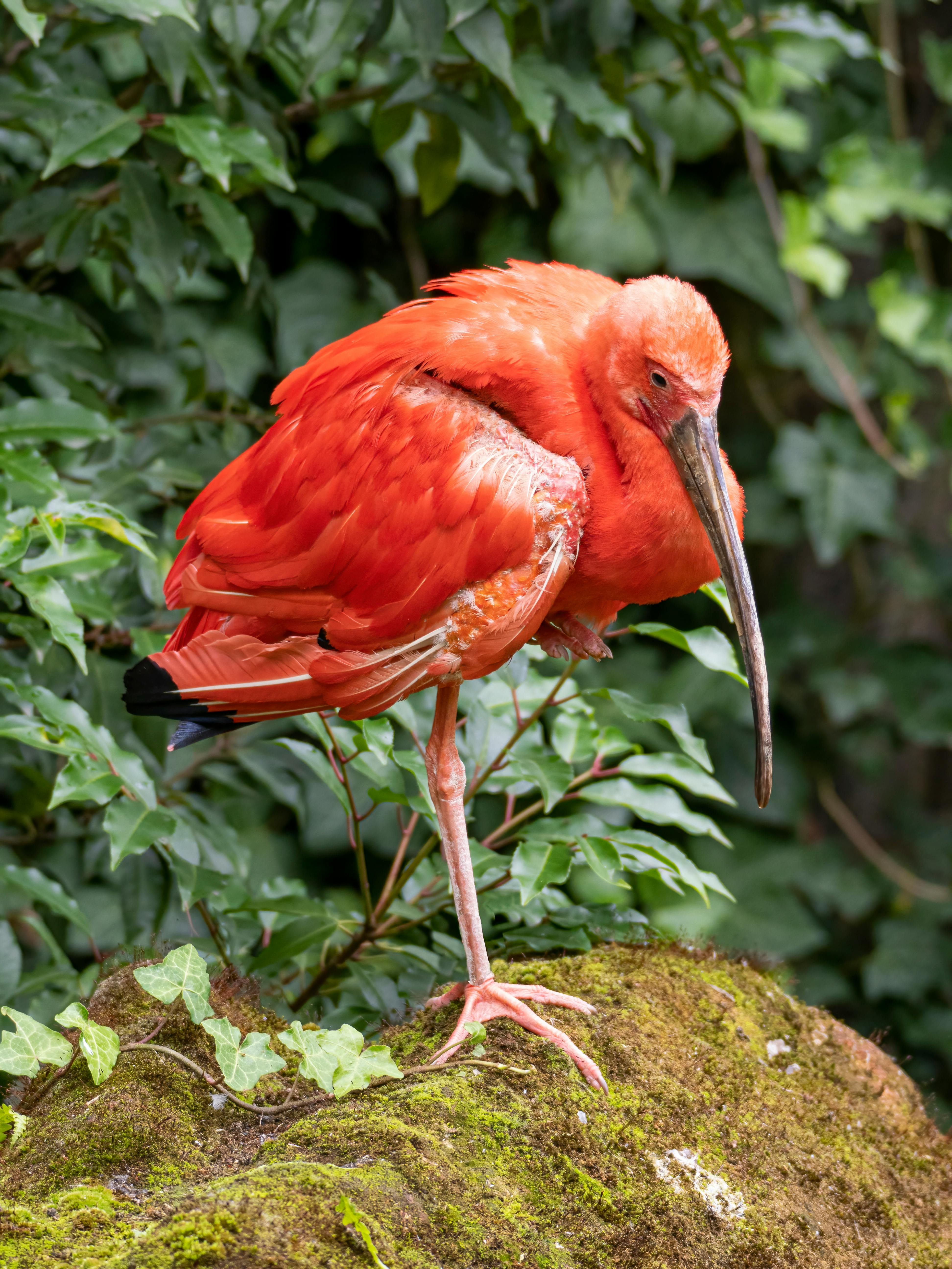 Red Bird Photos, Download The BEST Free Red Bird Stock Photos & HD Images