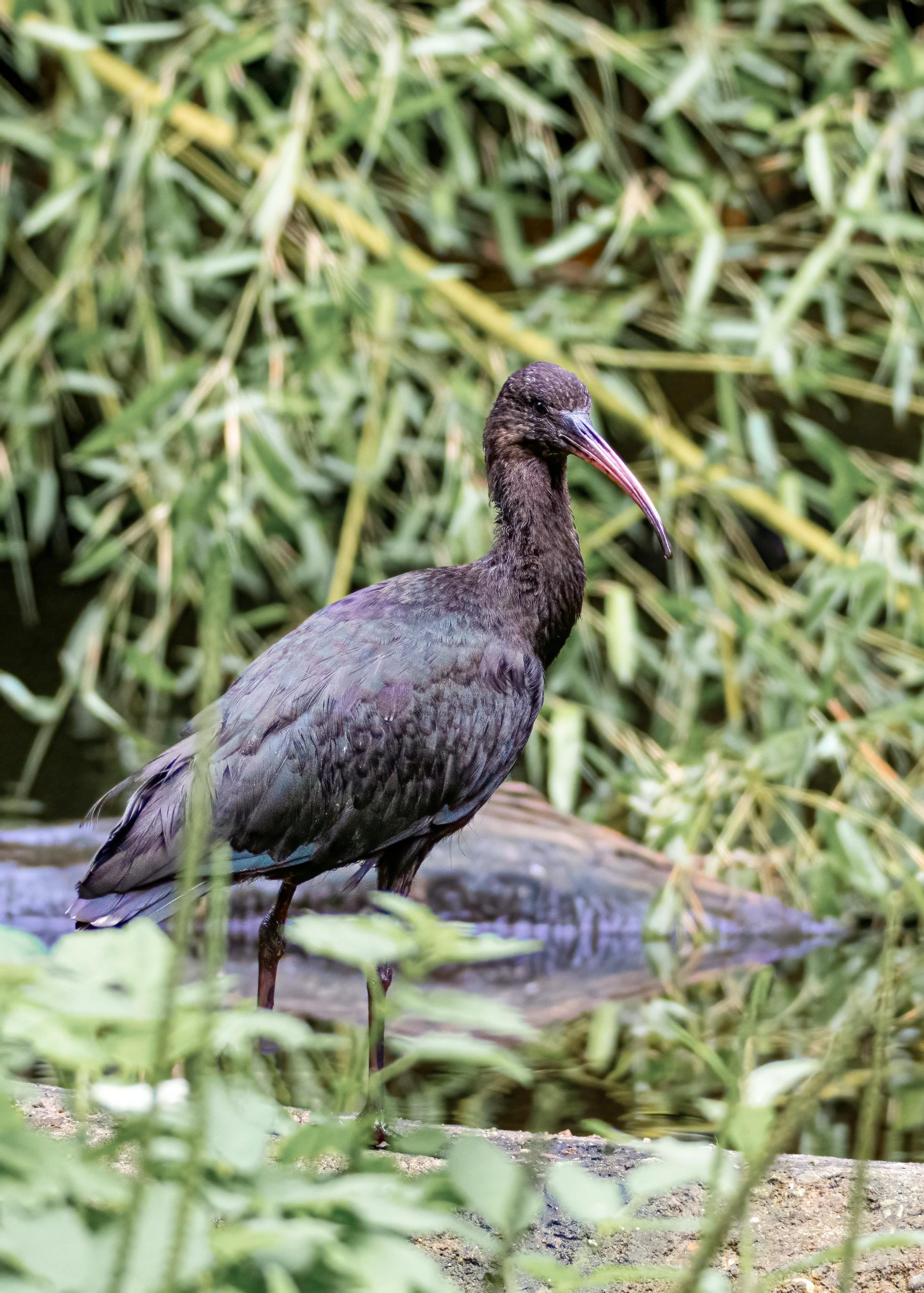 Puna Ibis Bird on Riverbank · Free Stock Photo