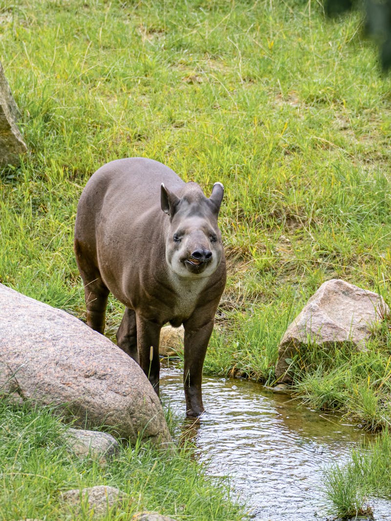 Tapir Photos, Download The BEST Free Tapir Stock Photos & HD Images