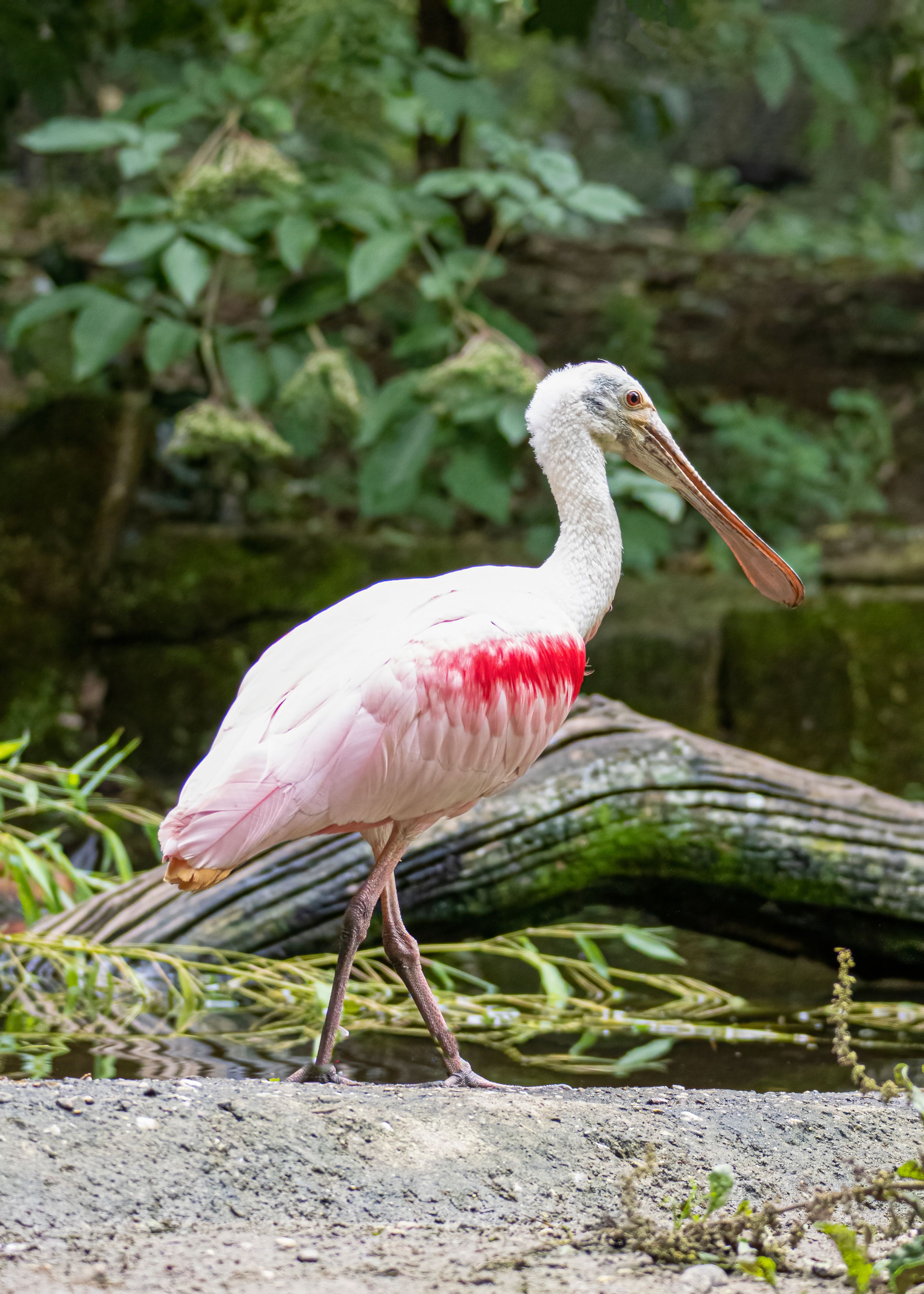 Spoonbill Photos, Download The BEST Free Spoonbill Stock Photos & HD Images