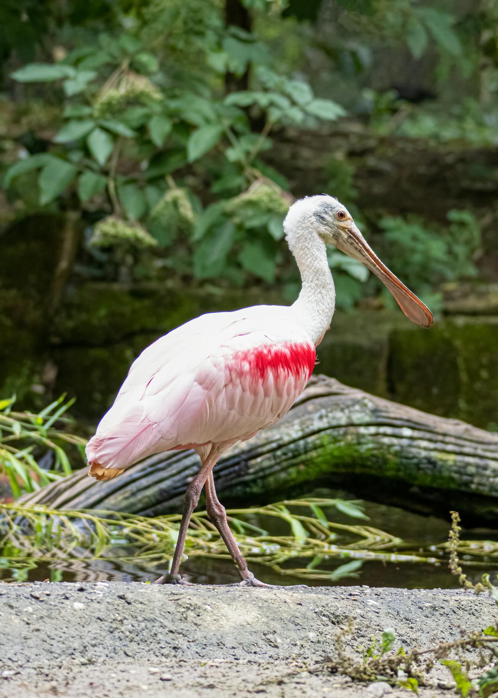 Roseate Spoonbill Photos, Download The BEST Free Roseate Spoonbill ...