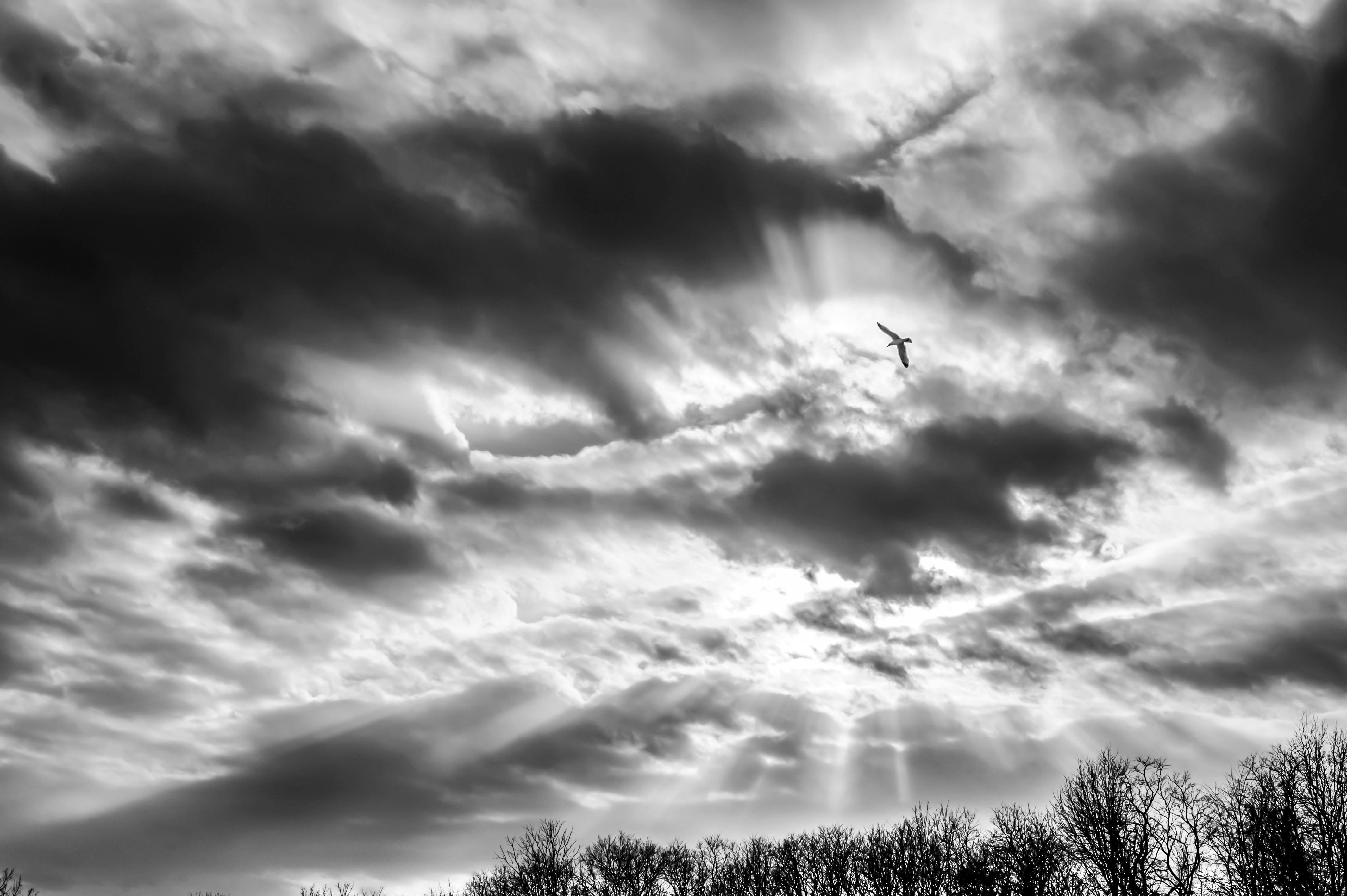 Bird Flying in Dramatic Sky · Free Stock Photo