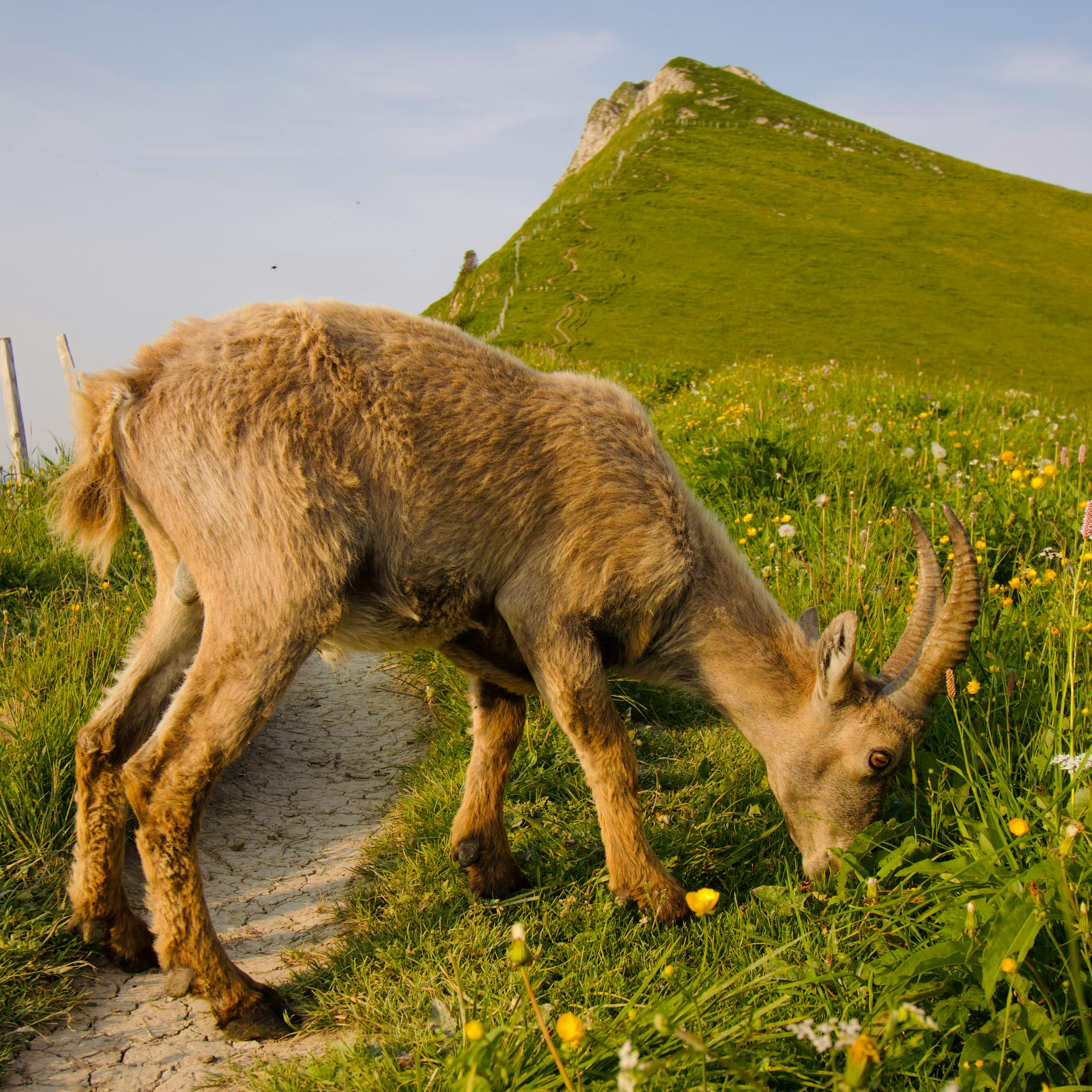 Photo gratuite de alpes suisses, animal, bois, bouquetin alpin, cerf ...