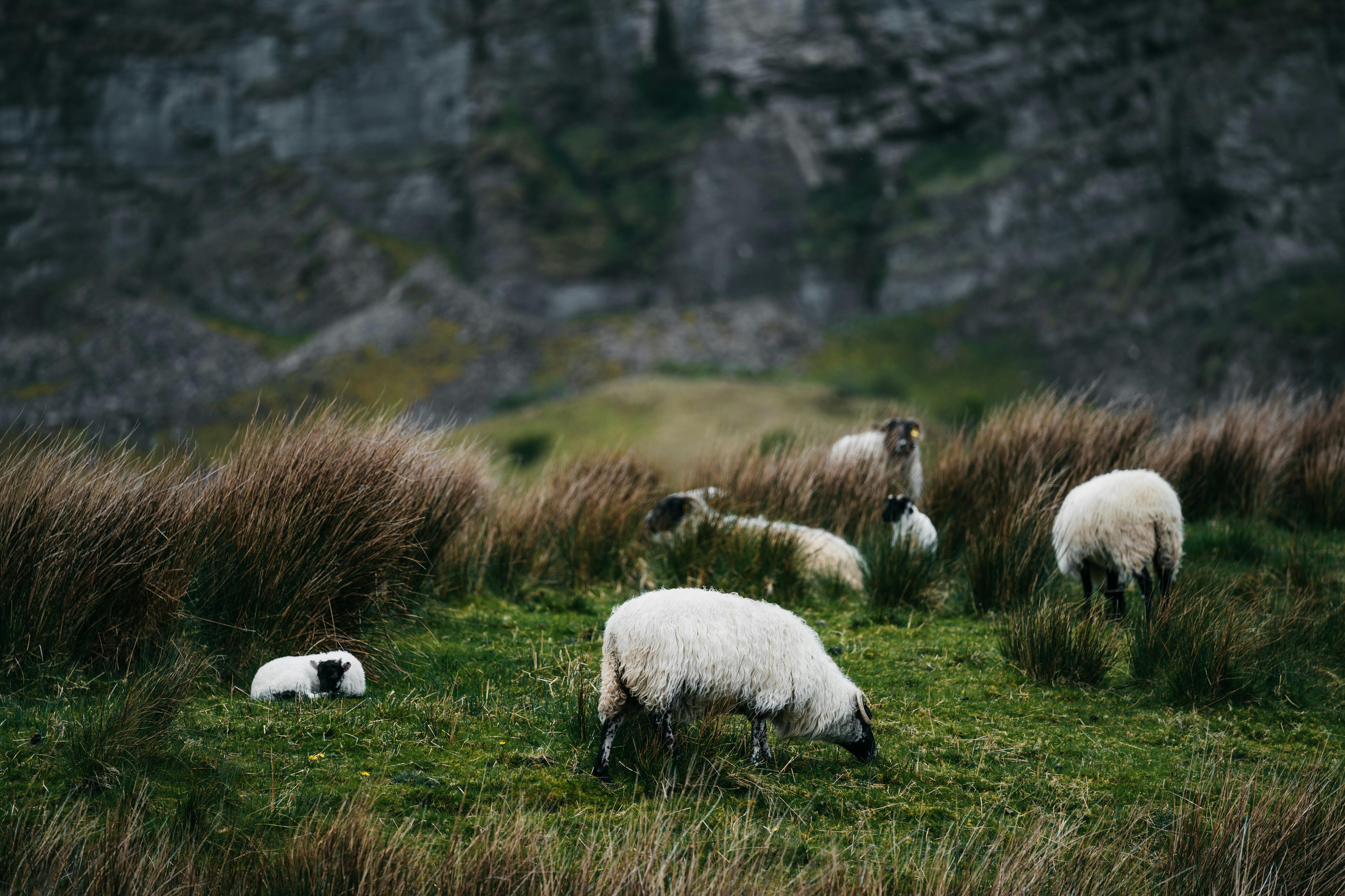 Sheep on Mountain Pasture · Free Stock Photo