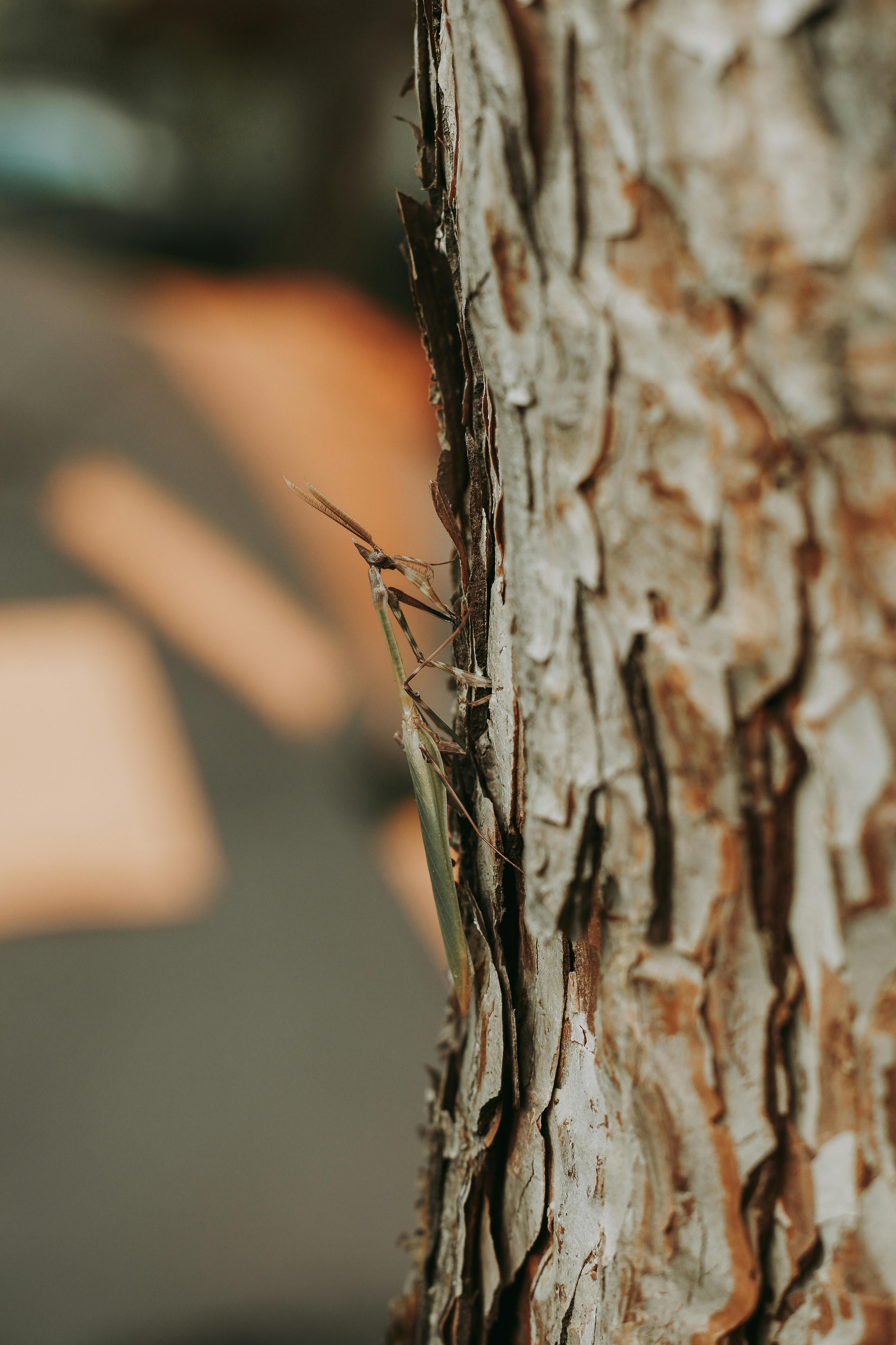 Mantis Sitting on Tree Bark · Free Stock Photo