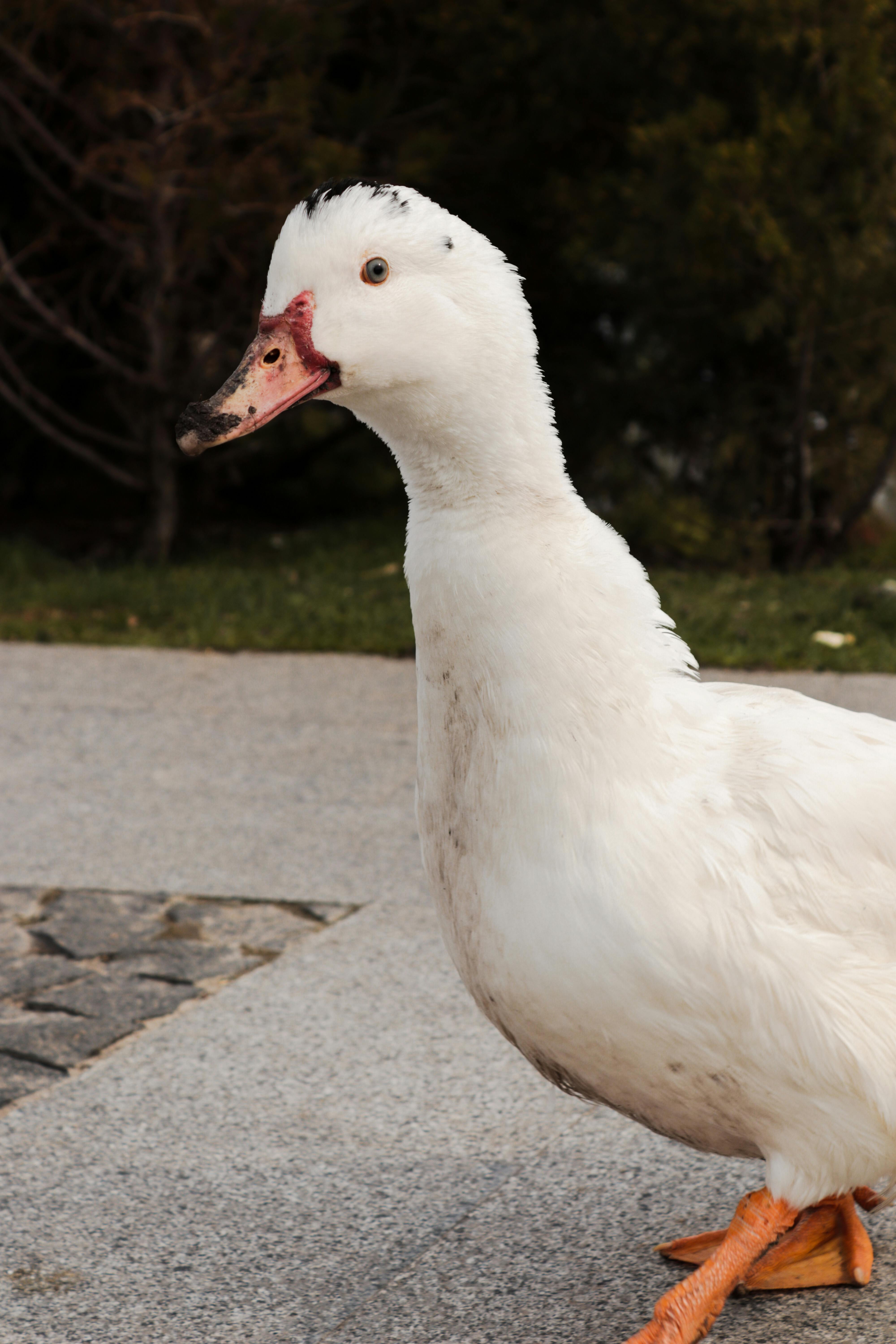 A white duck walking on a sidewalk · Free Stock Photo