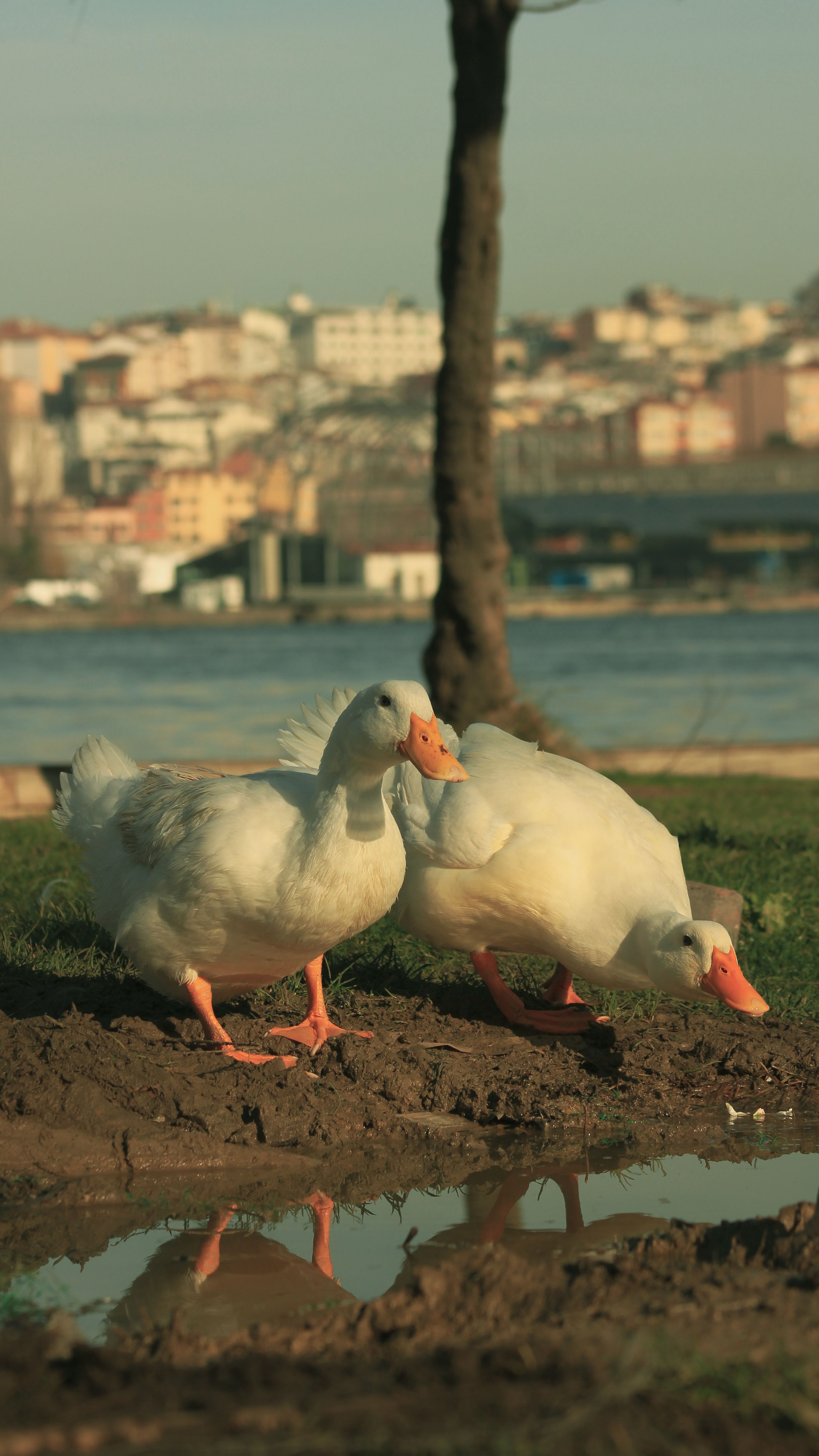 Wallpaper Bebek Photos, Download The BEST Free Wallpaper Bebek Stock ...