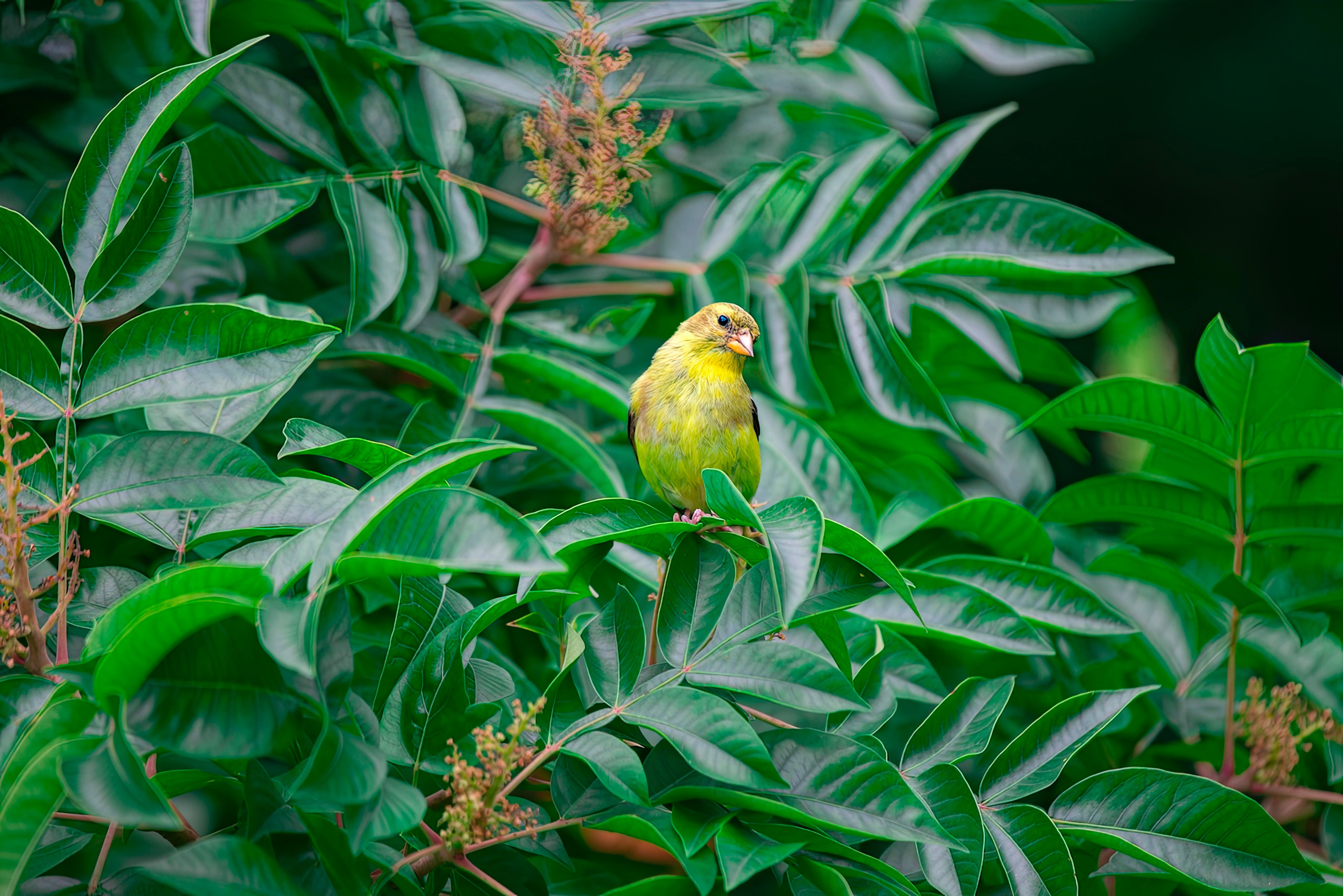 Small Bird on Bush · Free Stock Photo