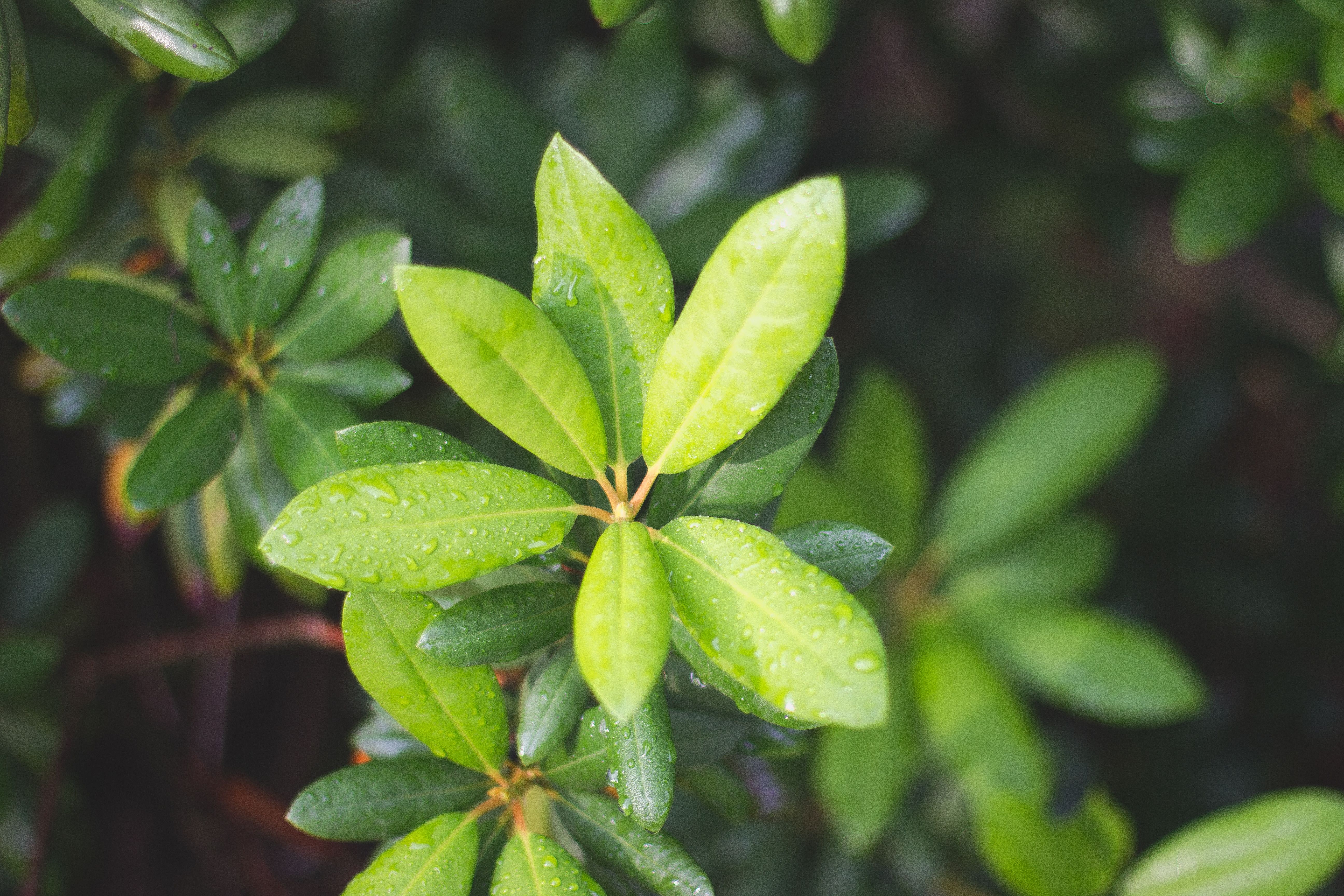 Foto stok gratis tentang alam, basah, daun daun, hijau, merapatkan ...