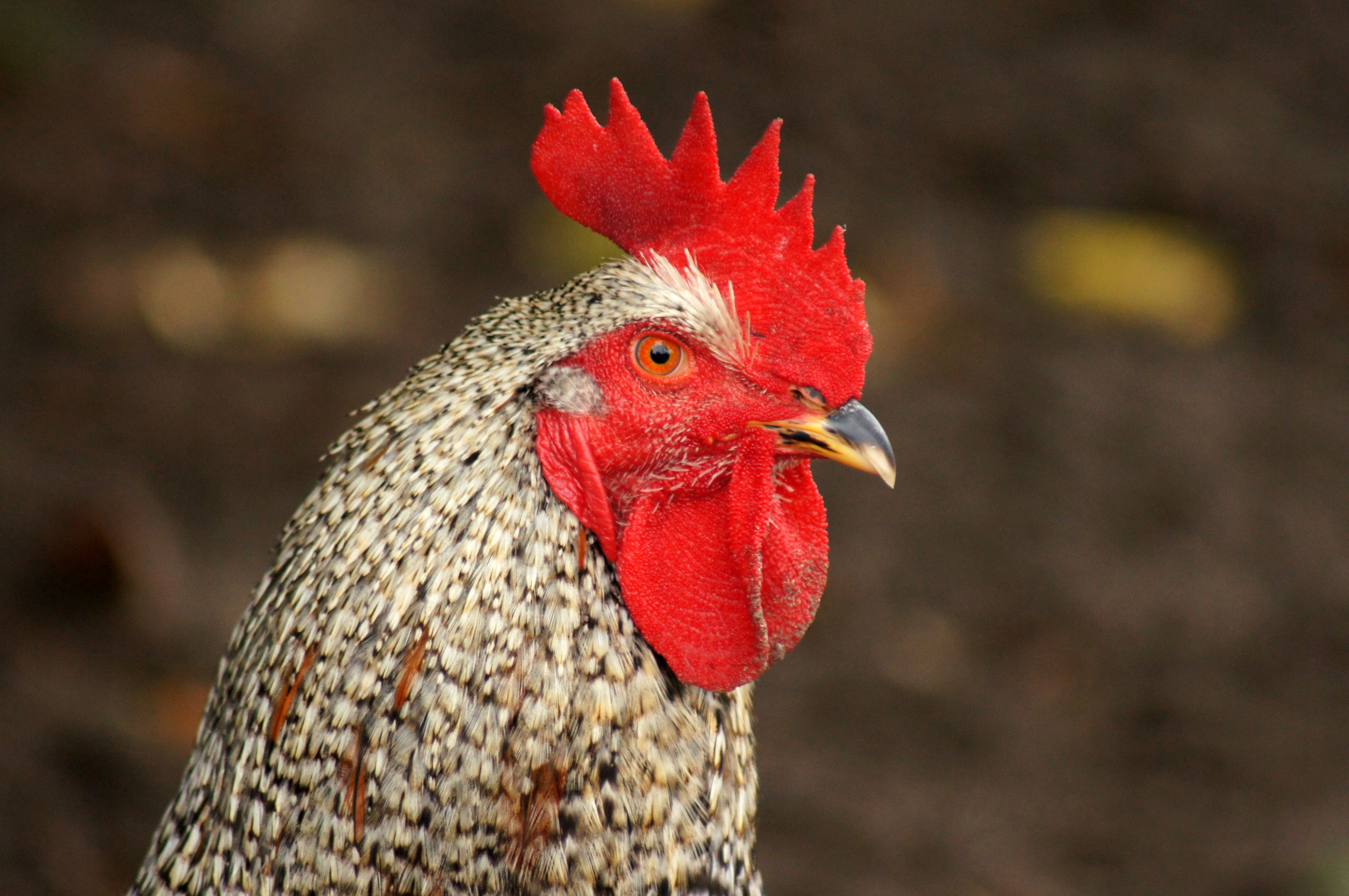 Close up of Hen · Free Stock Photo