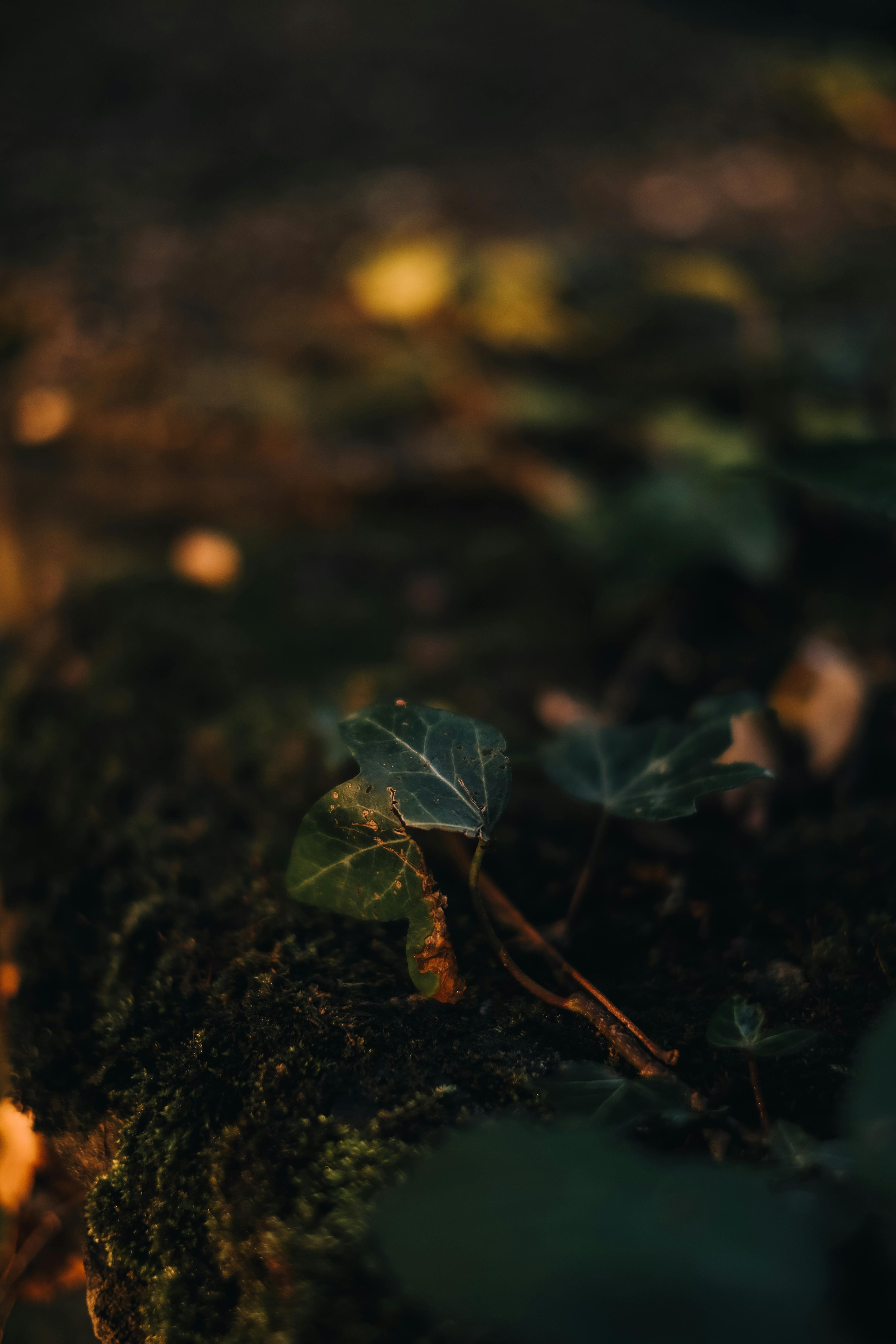 New Growth on Soil · Free Stock Photo