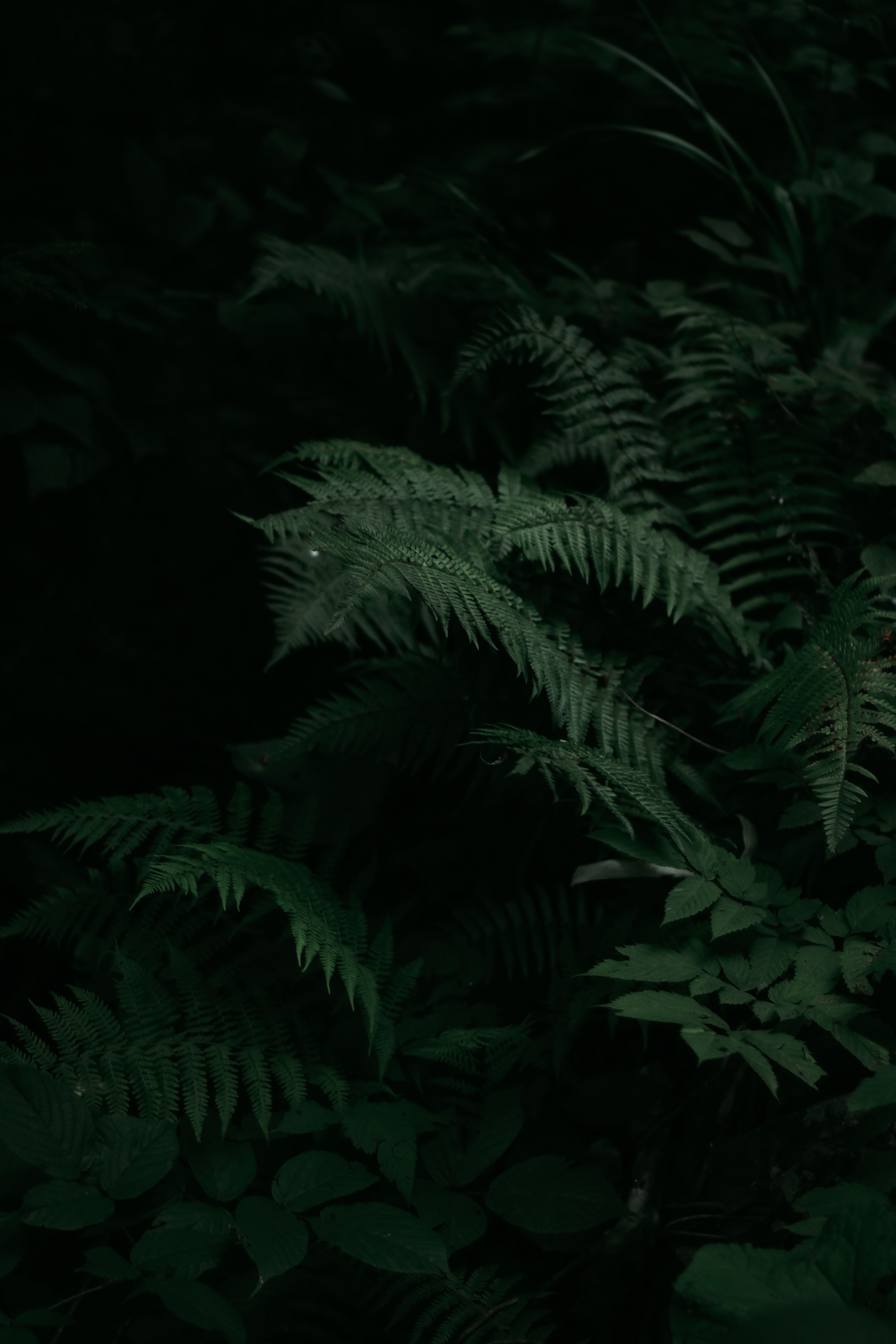 Wild Bushes Photos, Download The BEST Free Wild Bushes Stock Photos ...